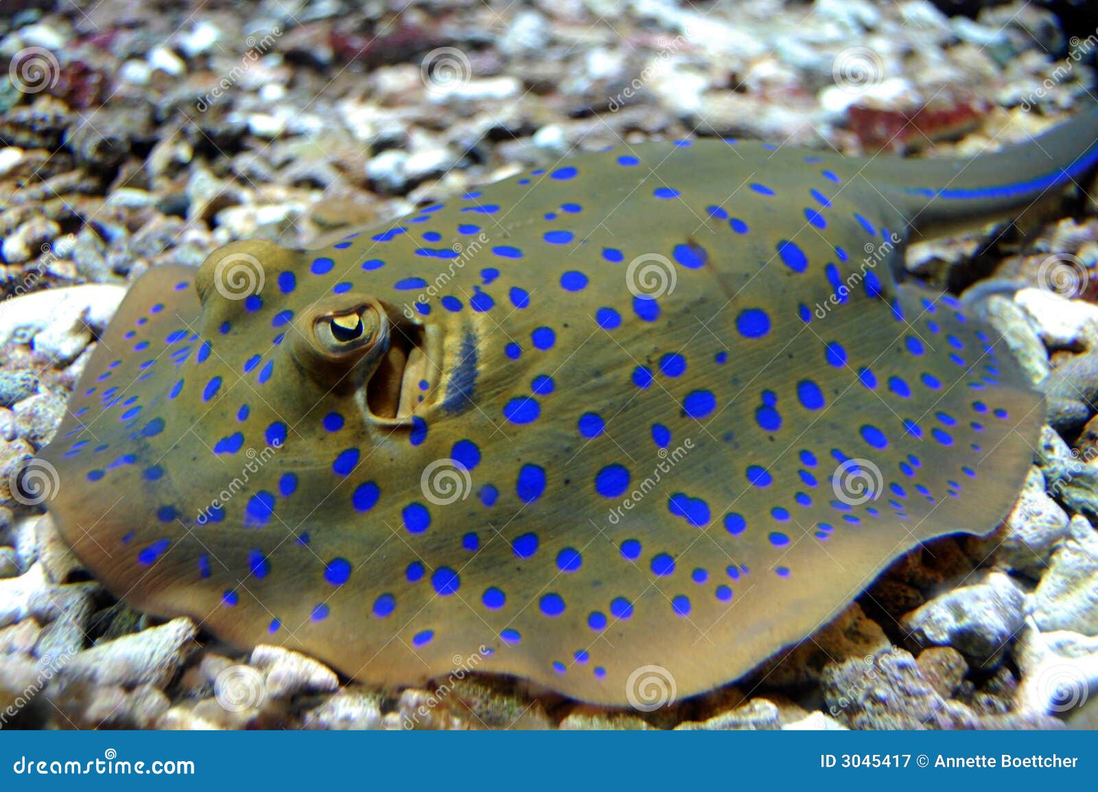 Blue Spotted Stingray stock image. Image of diving, poison - 3045417 Blue Spotted Stingray stock image. Image of diving, poison - 3045417