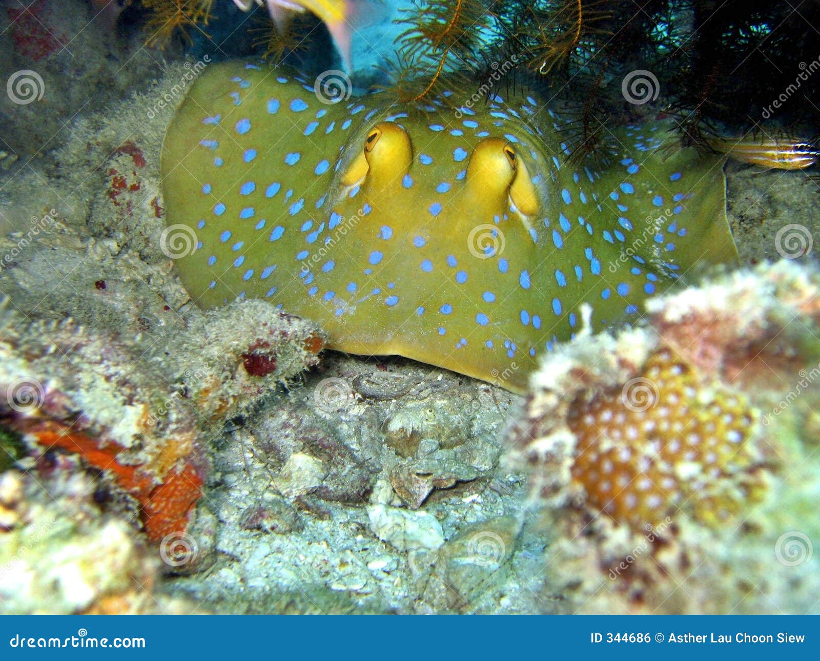 Blue-Spotted Stingray stock photo. Image of blue, creeping - 344686