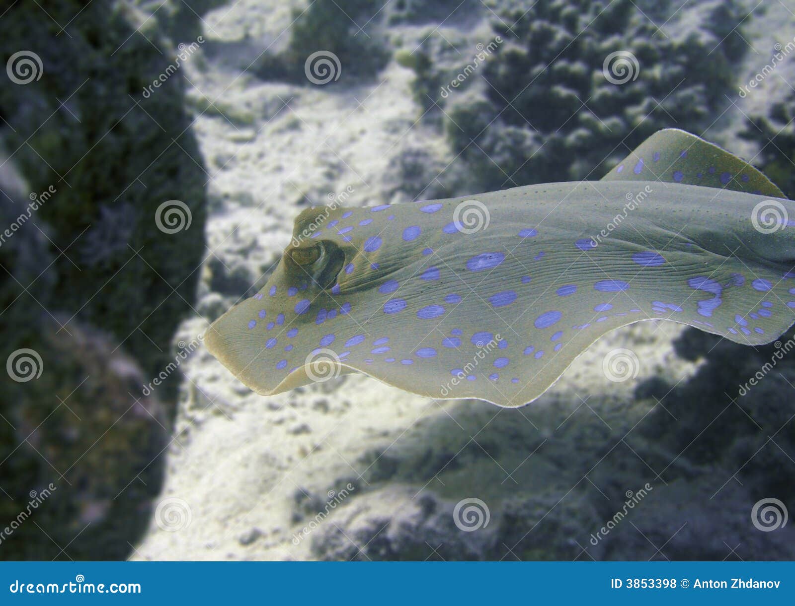 Blue Spotted Stingray stock photo. Image of animal, marine - 3853398
