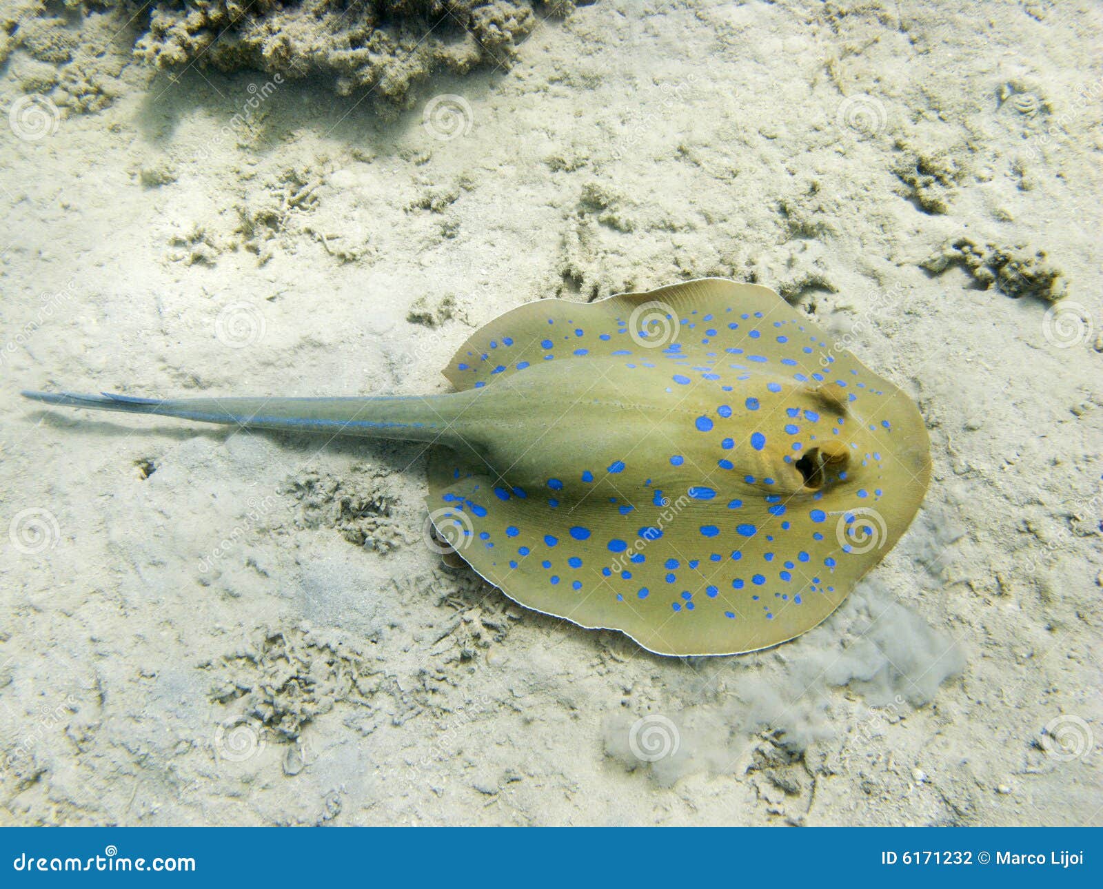 Blue spotted stingray stock photo. Image of coral, animal - 6171232