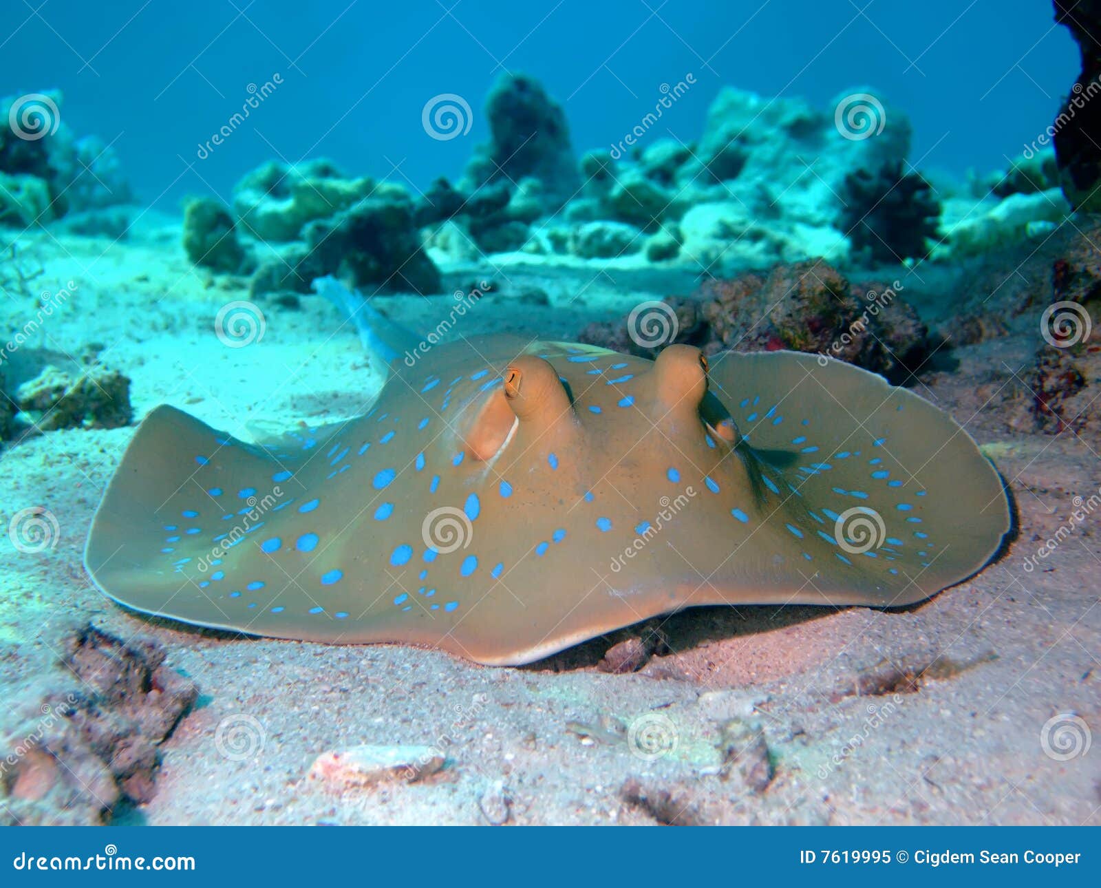 Blue spotted stingray stock image. Image of head, ocea - 7619995