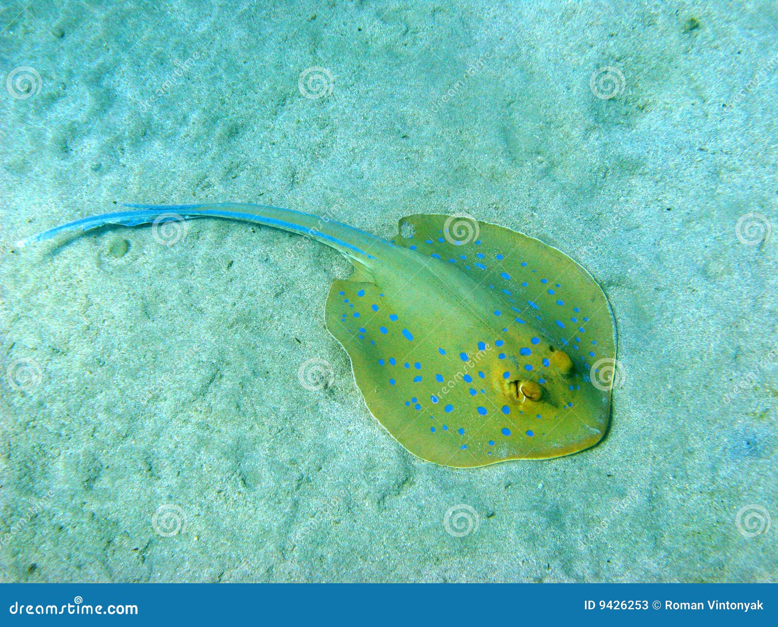 Blue-spotted stingray stock image. Image of coral, spotted - 9426253