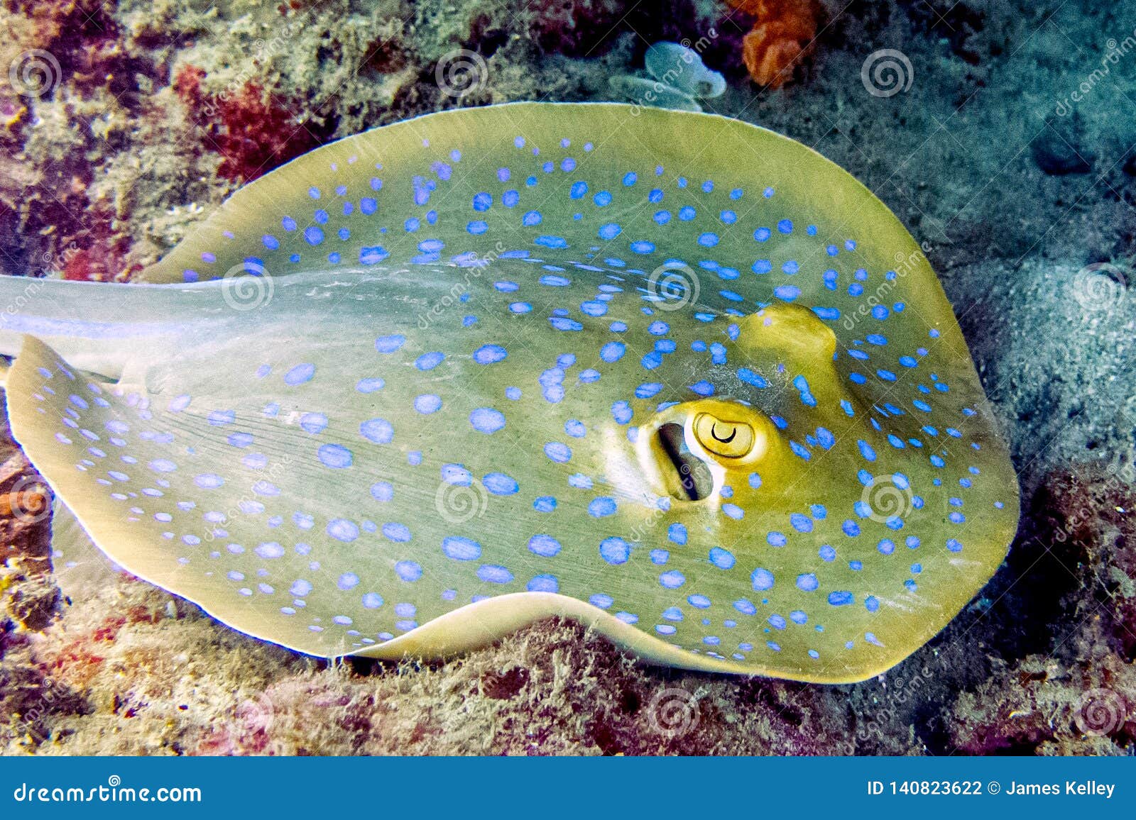 Blue Spotted Stingray - Blue Dot Ribbon Tail Ray Stock Photo - Image of ...