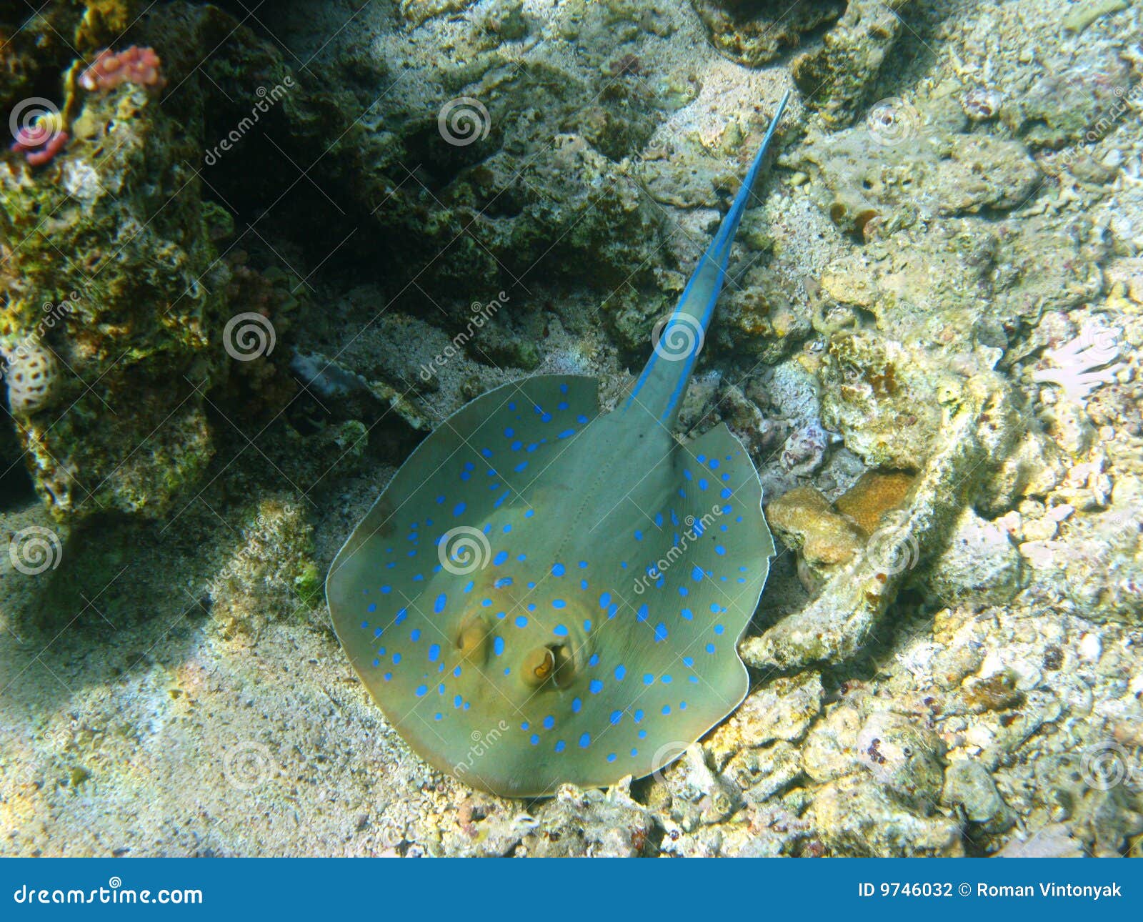Blue-spotted Stingray in Red Sea Stock Photo - Image of fauna, defence ...