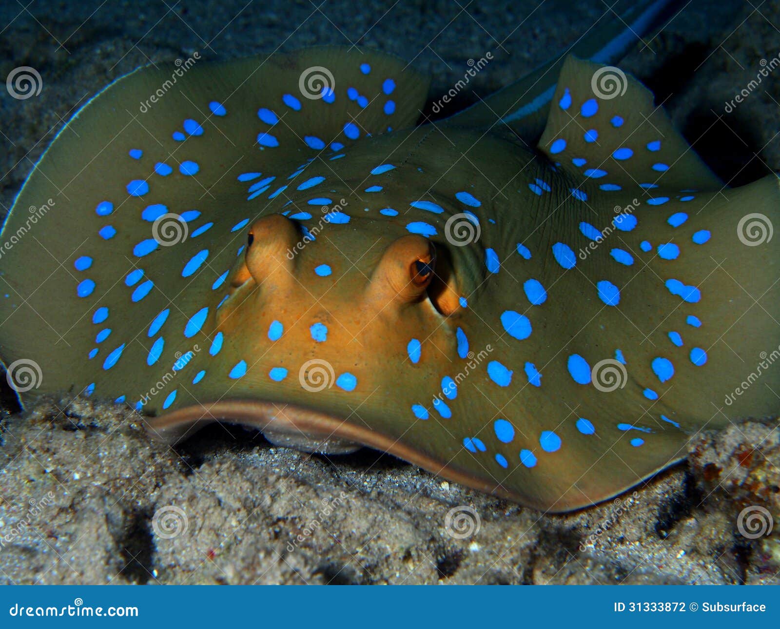 Blue Spotted Stingray Red Sea Stock Photo - Image of travel, blue: 31333872