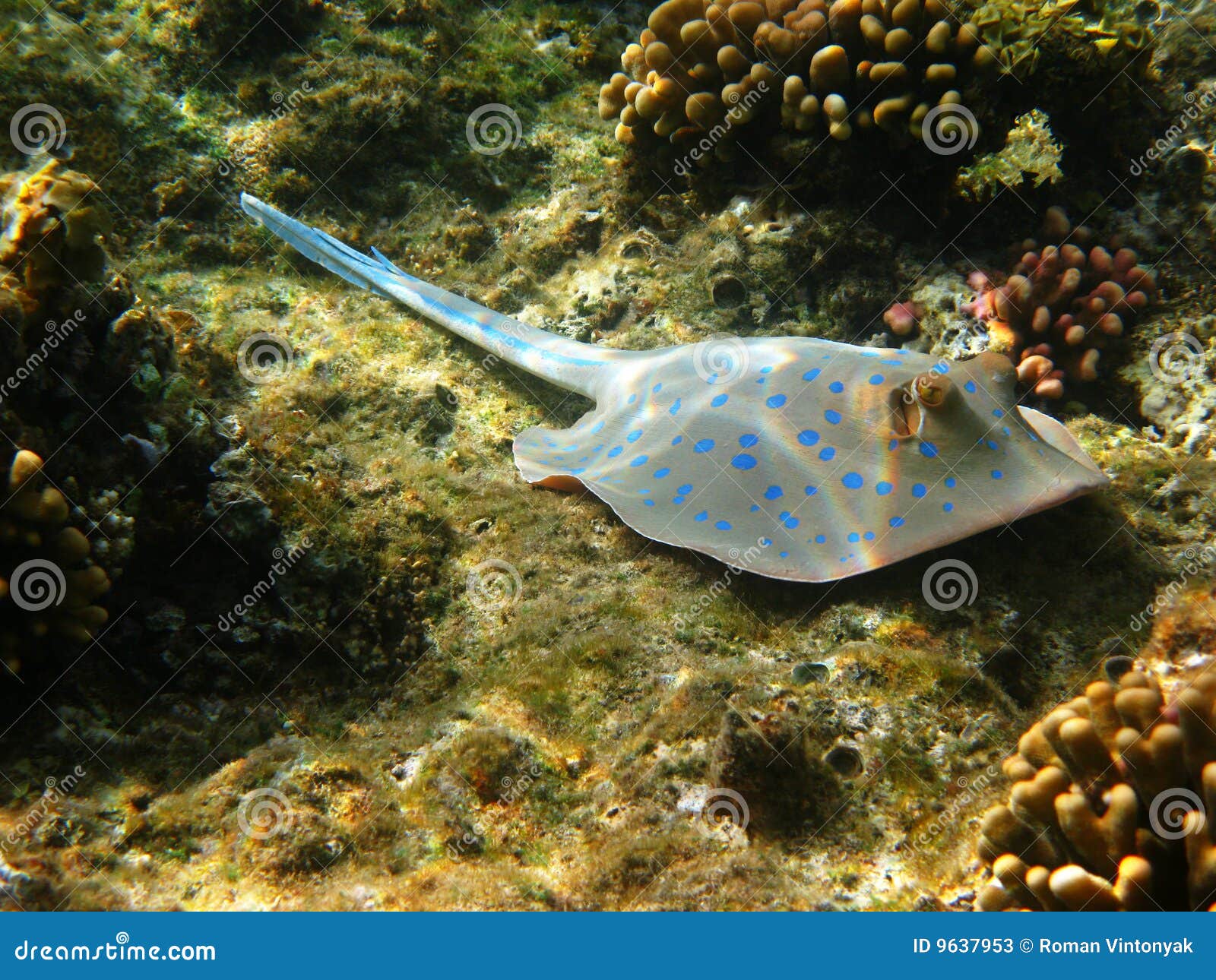 Blue-spotted Stingray and Reef Stock Image - Image of tropical, ocean ...