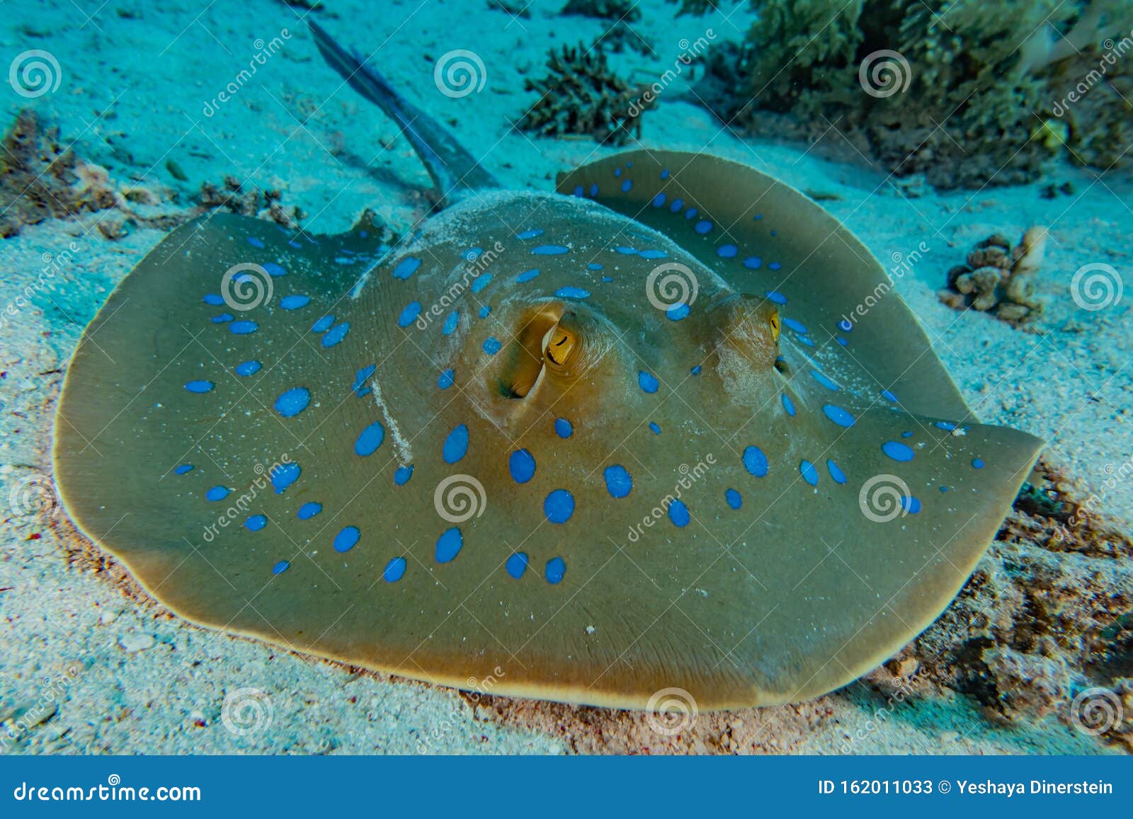 Blue Spotted Stingray in the Red Sea Stock Image - Image of aquatic ...