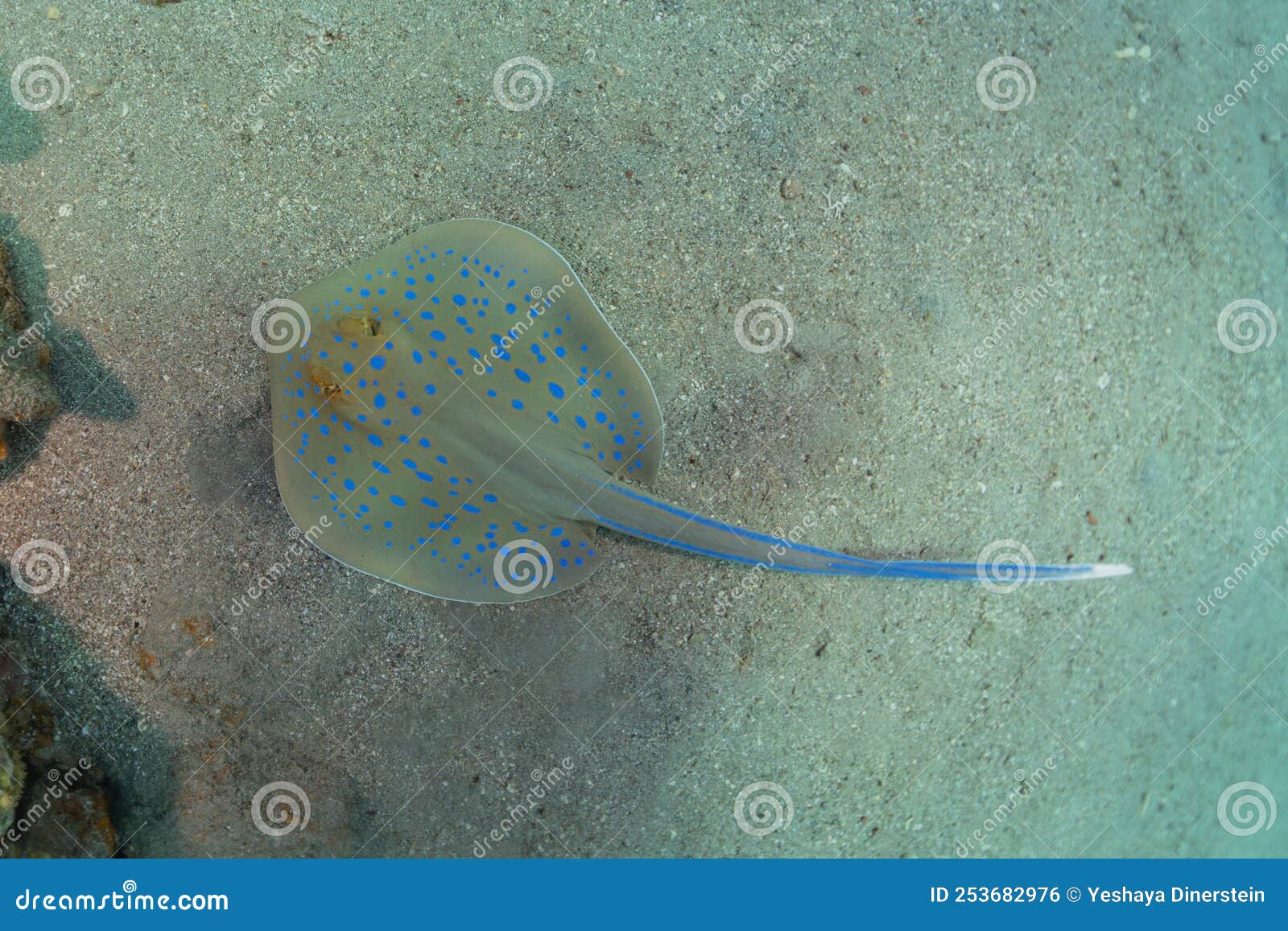 A Blue-spotted Stingray on the Seabed in the Red Sea Stock Photo ...