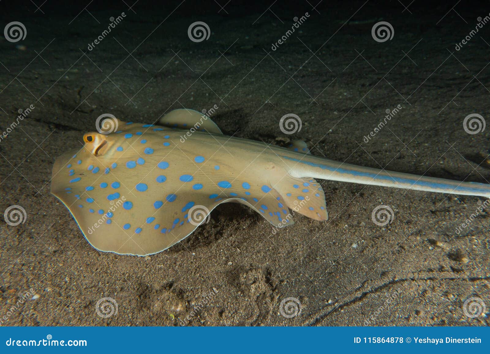 Blue Spotted Stingray in the Red Sea a.e Stock Photo - Image of pool ...
