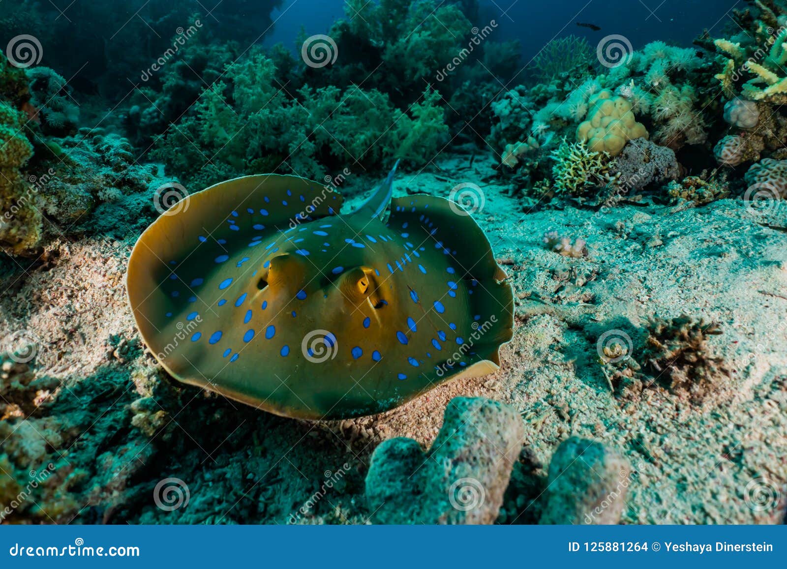 Blue Spotted Stingray in the Red Sea Stock Photo - Image of background ...