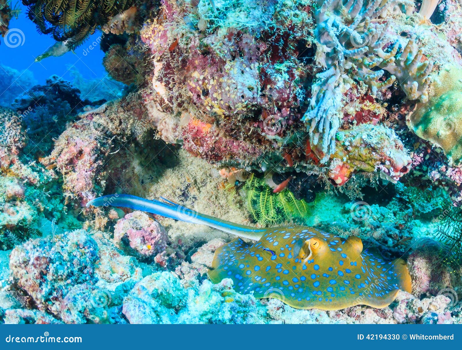 Blue Spotted Stingray Under a Coral Pinnacle Stock Photo - Image of ...