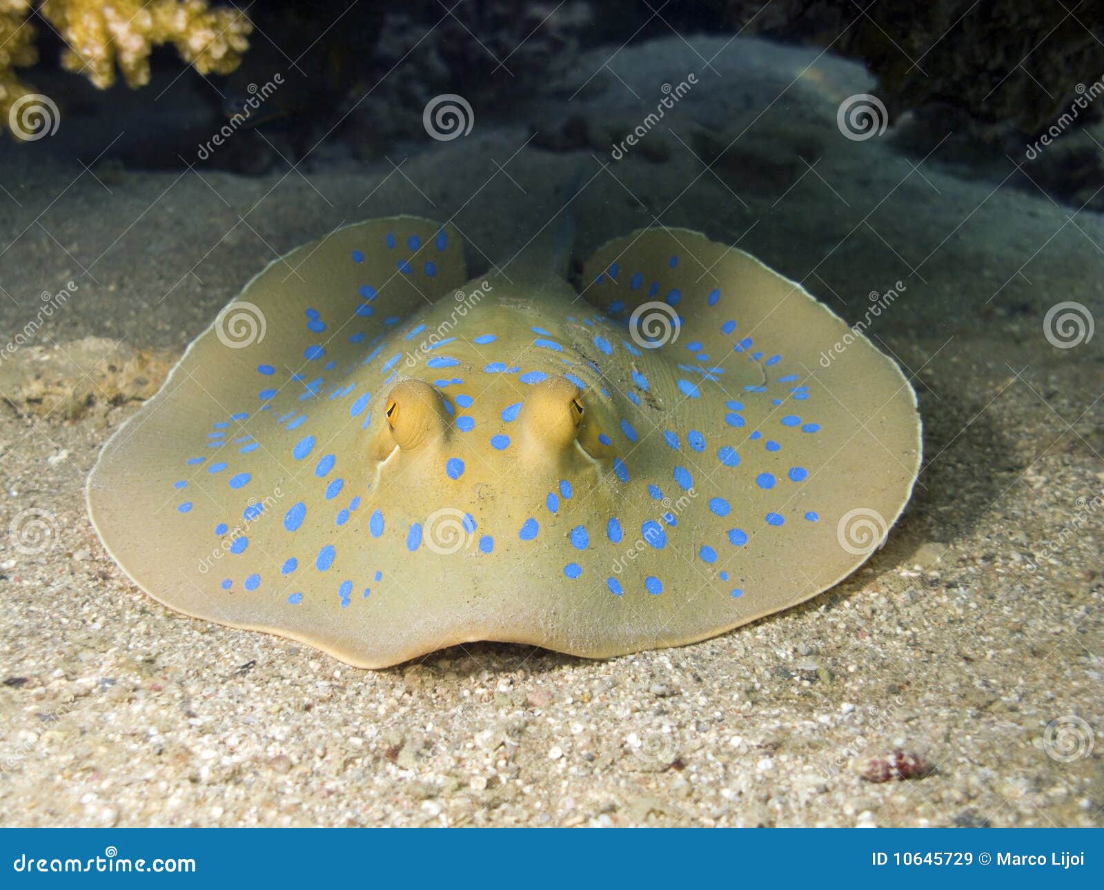 Blue Spotted Stingray Watching You Stock Image - Image of dots, dive ...