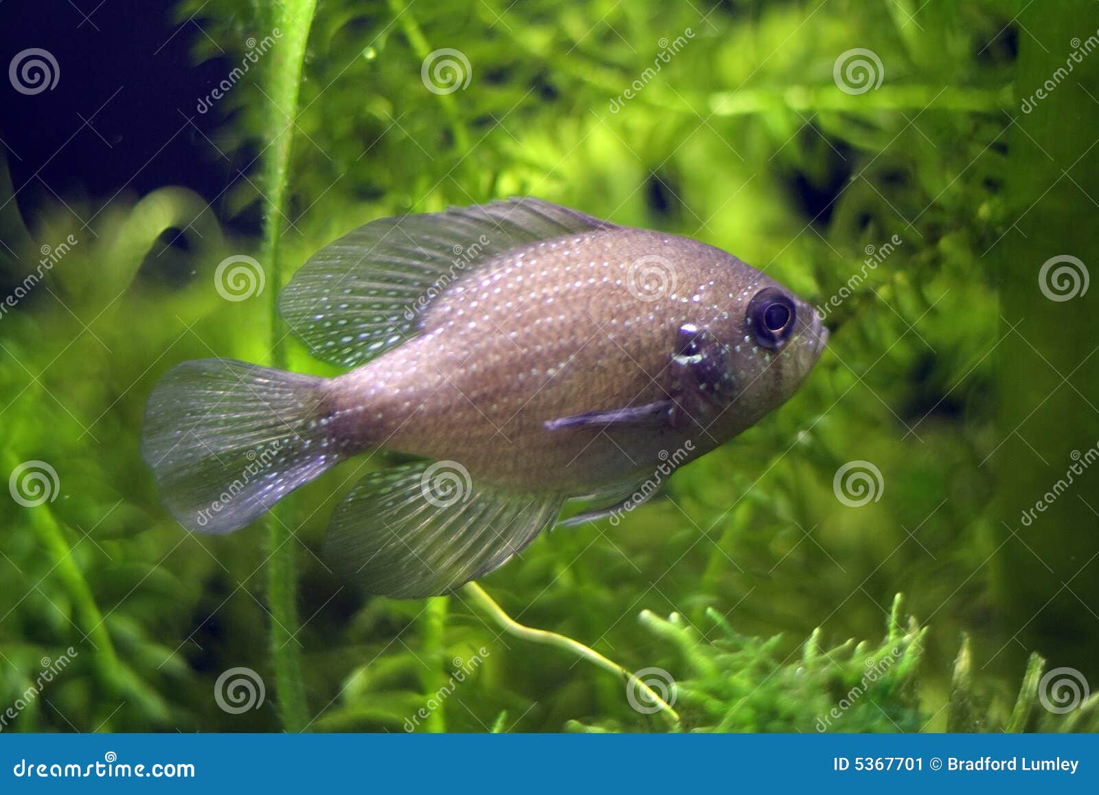 Blue Spotted Sunfish stock image. Image of rivers, fish - 5367701