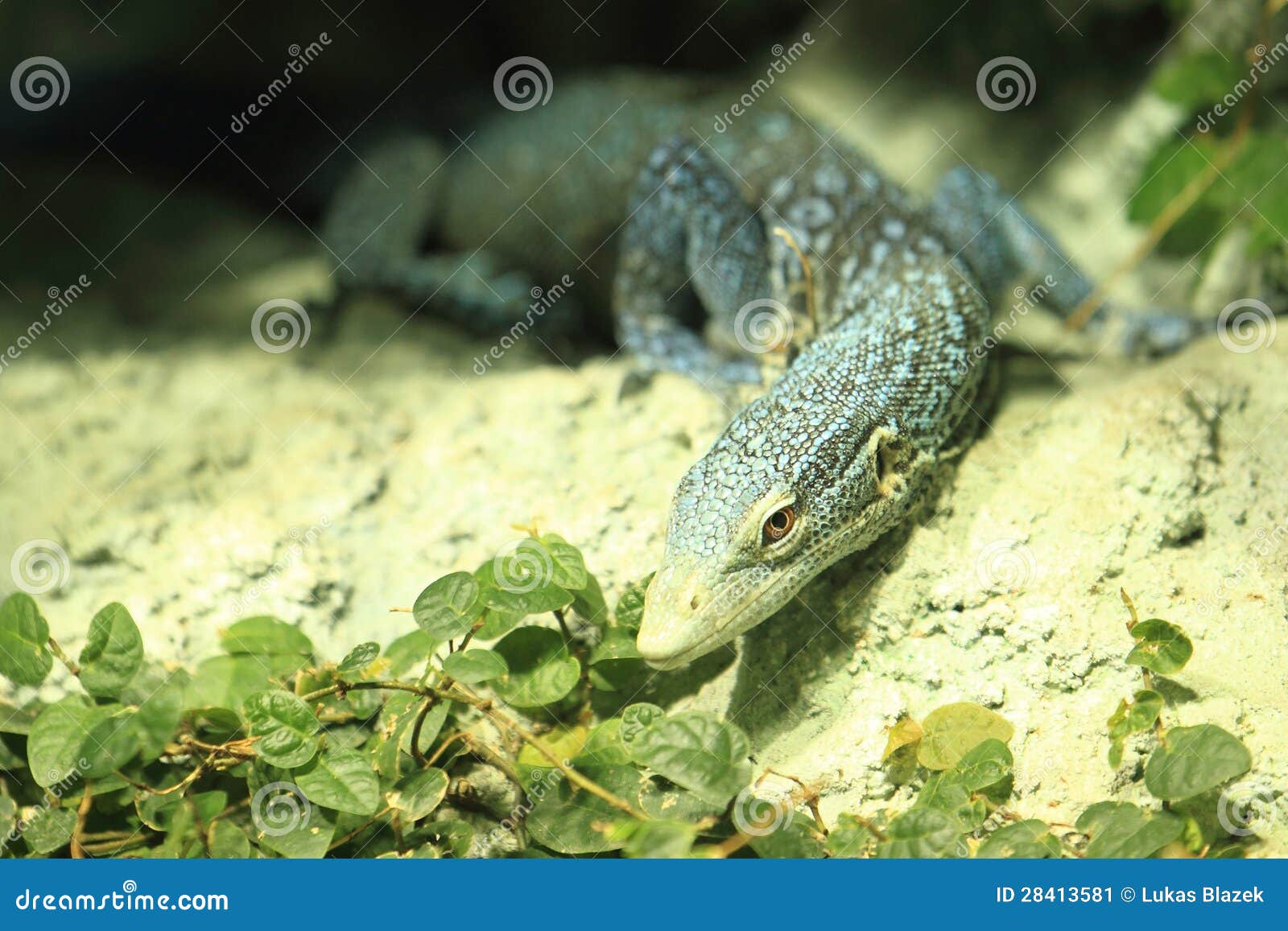 Blue spotted tree monitor stock image. Image of adult - 28413581