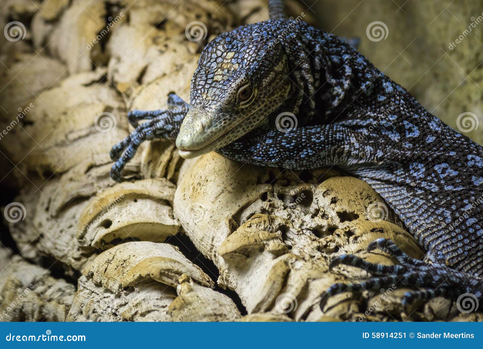 Blue-spotted tree monitor stock image. Image of monitor - 58914251