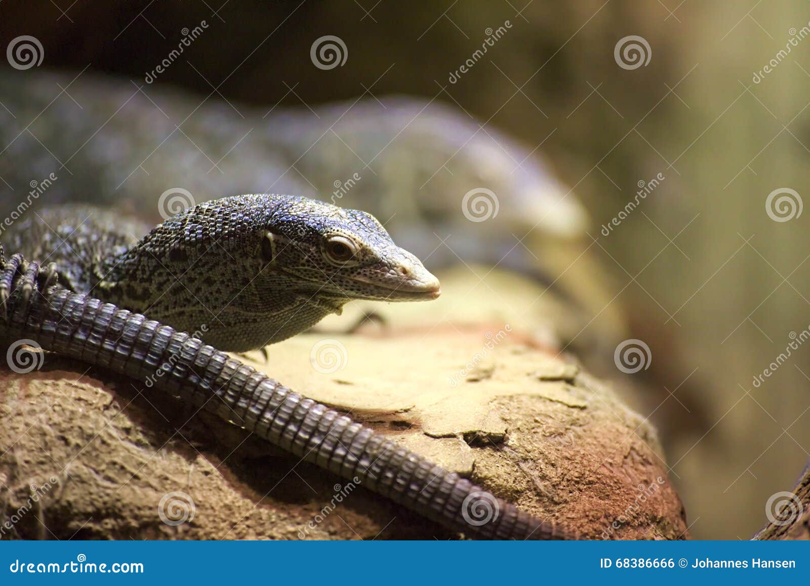 Blue-spotted Tree Monitor Lizard (Varanus Macraei) Stock Photo - Image ...