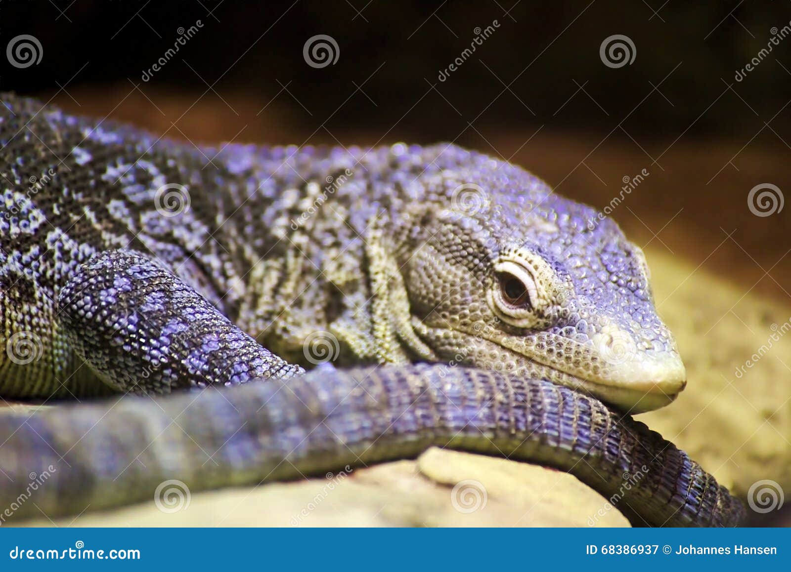 Blue-spotted Tree Monitor Lizard (Varanus Macraei) Stock Image - Image ...