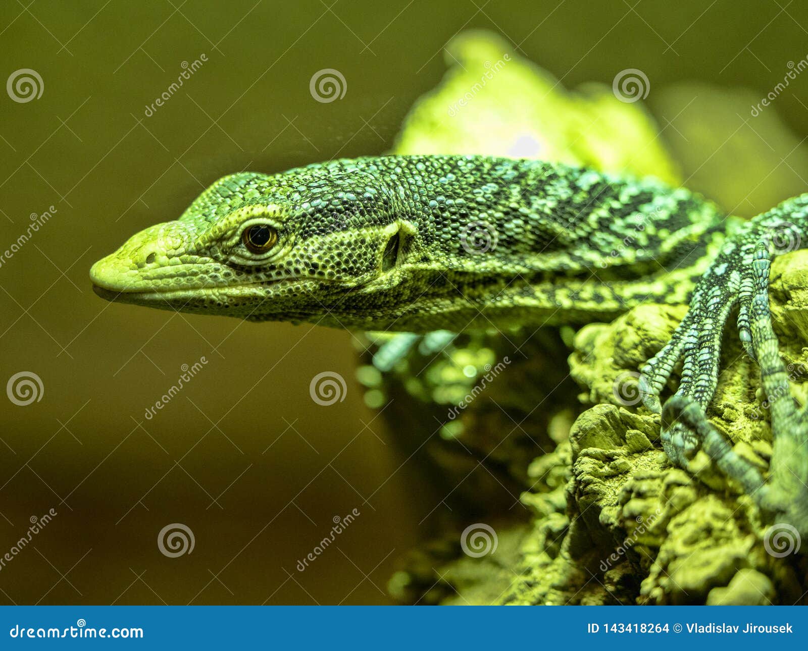 Blue Spotted Tree Monitor, Varanus Macraei, is a Smaller Tree Monitor ...