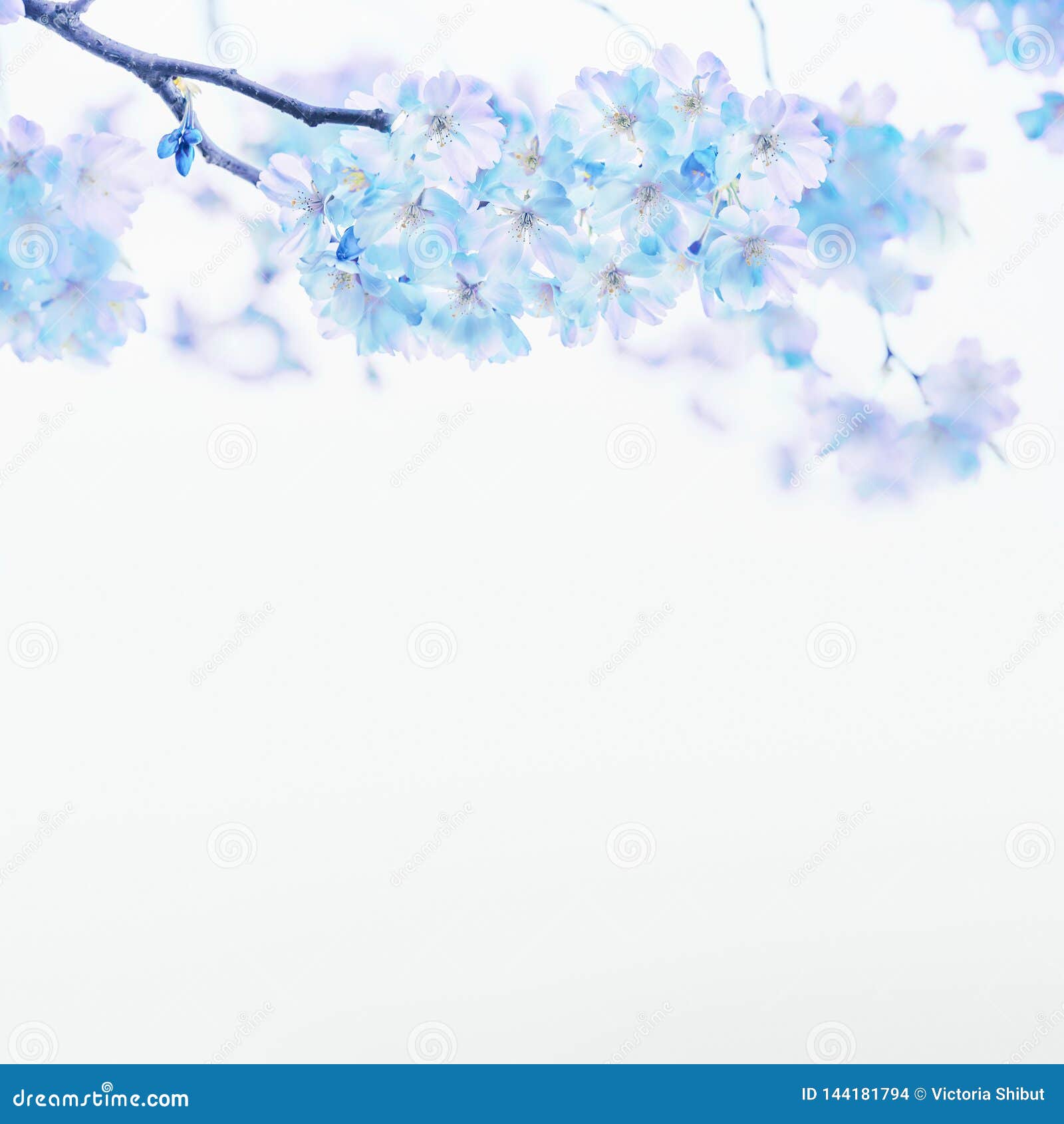 Blue Spring Blossom on White Background. Floral Border. Springtime ...