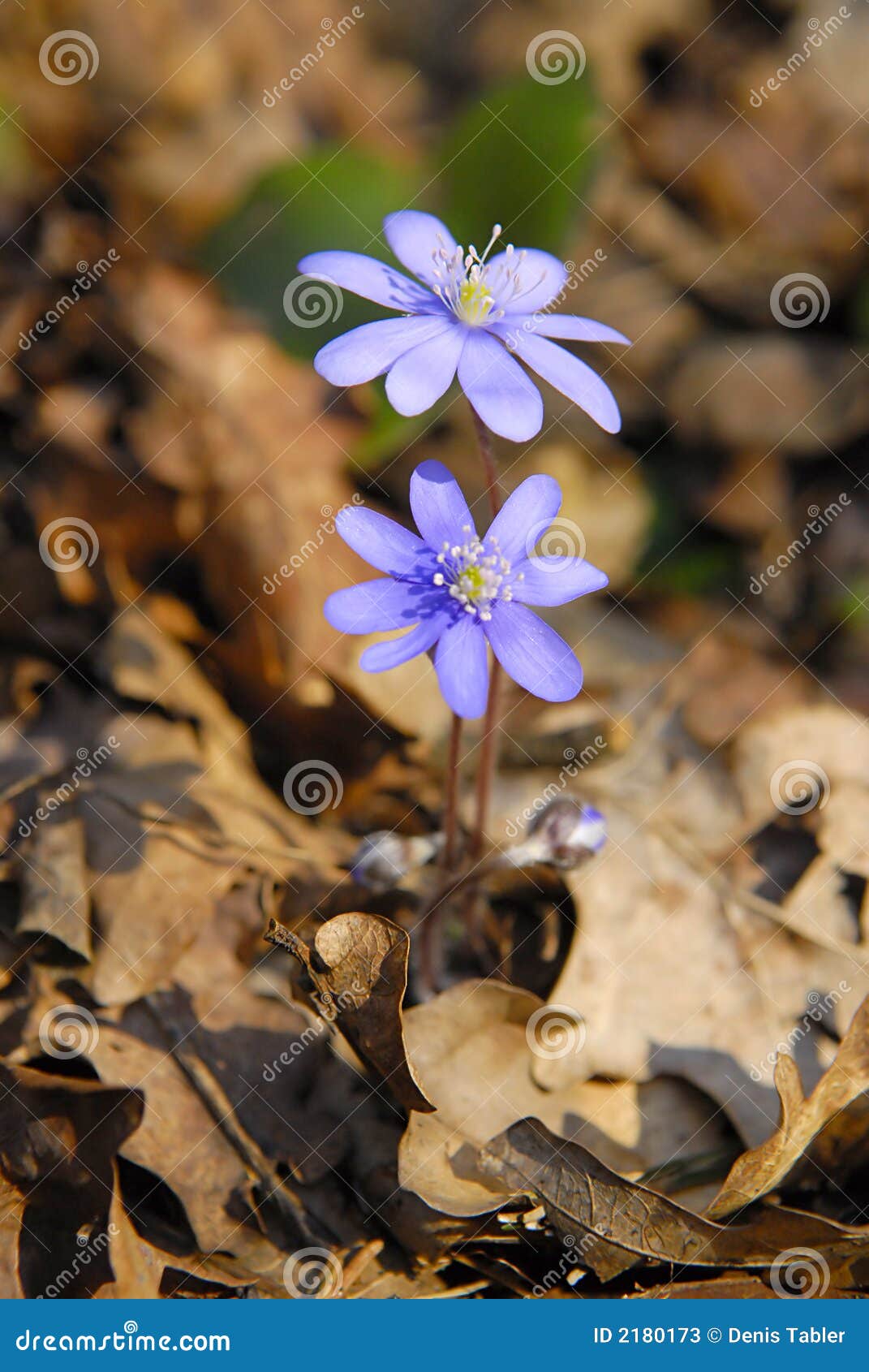 Blue spring flower stock image. Image of ground, macro - 2180173