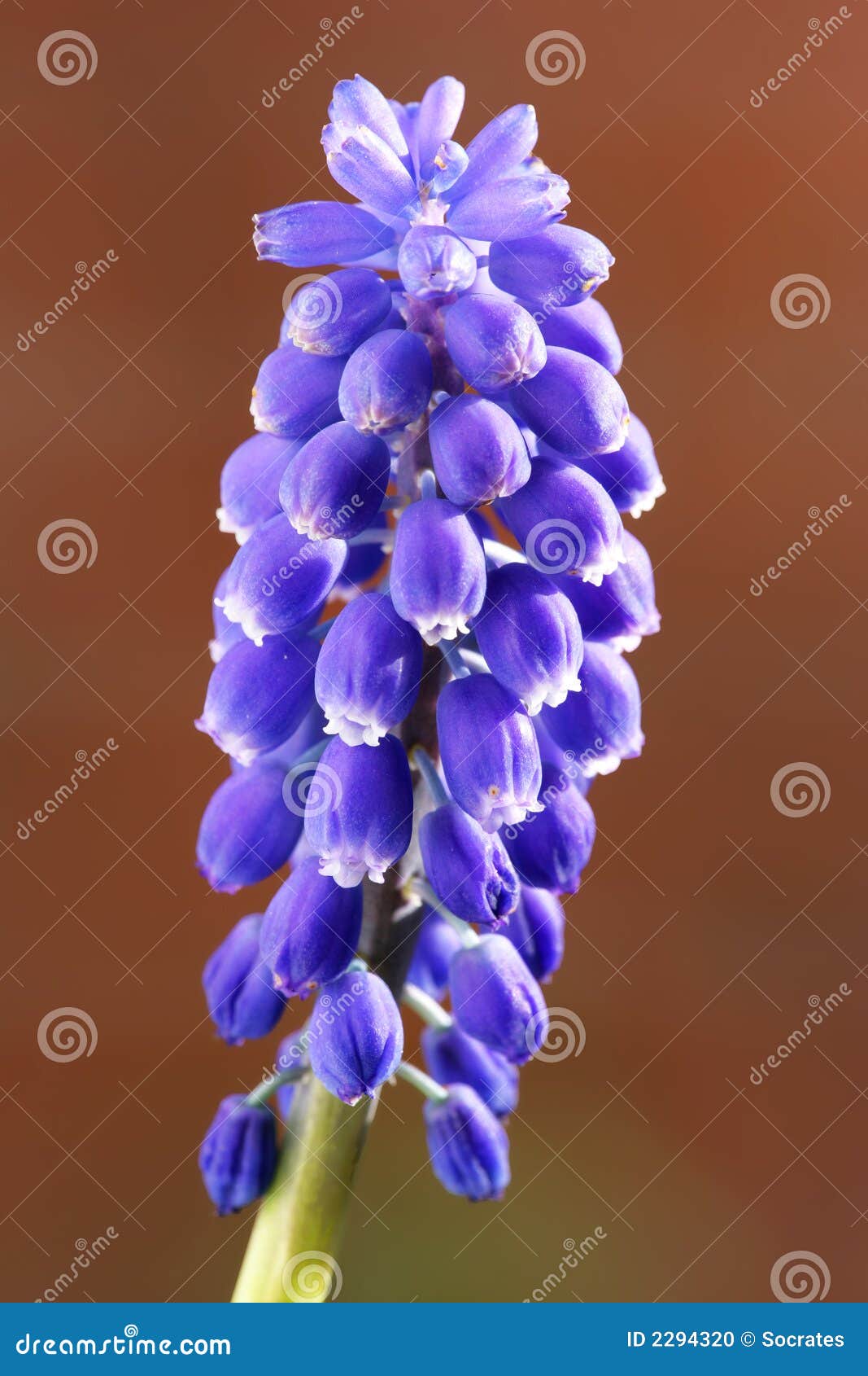 Blue Spring Flower Picture. Image: 2294320