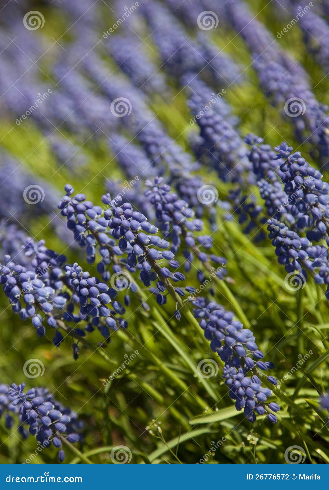 Blue spring flower stock photo. Image of colour, closeup - 26776572
