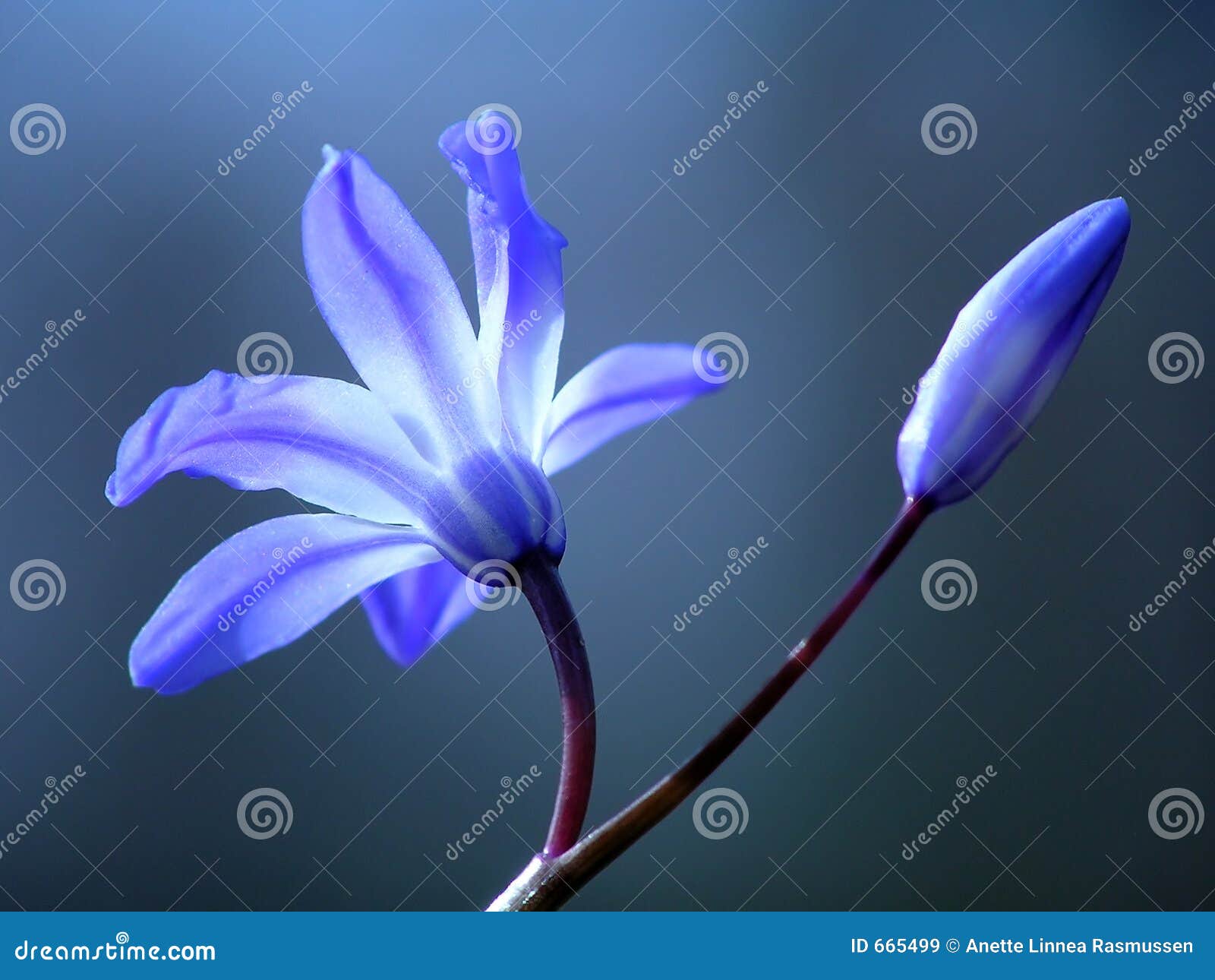 Blue spring flower stock image. Image of beautiful, close - 665499
