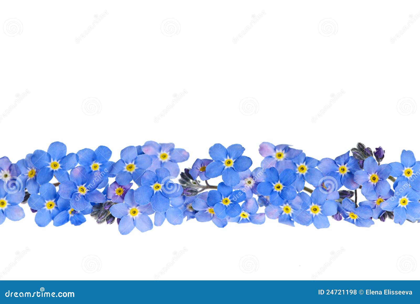 Blue spring flower border stock photo. Image of isolated - 24721198