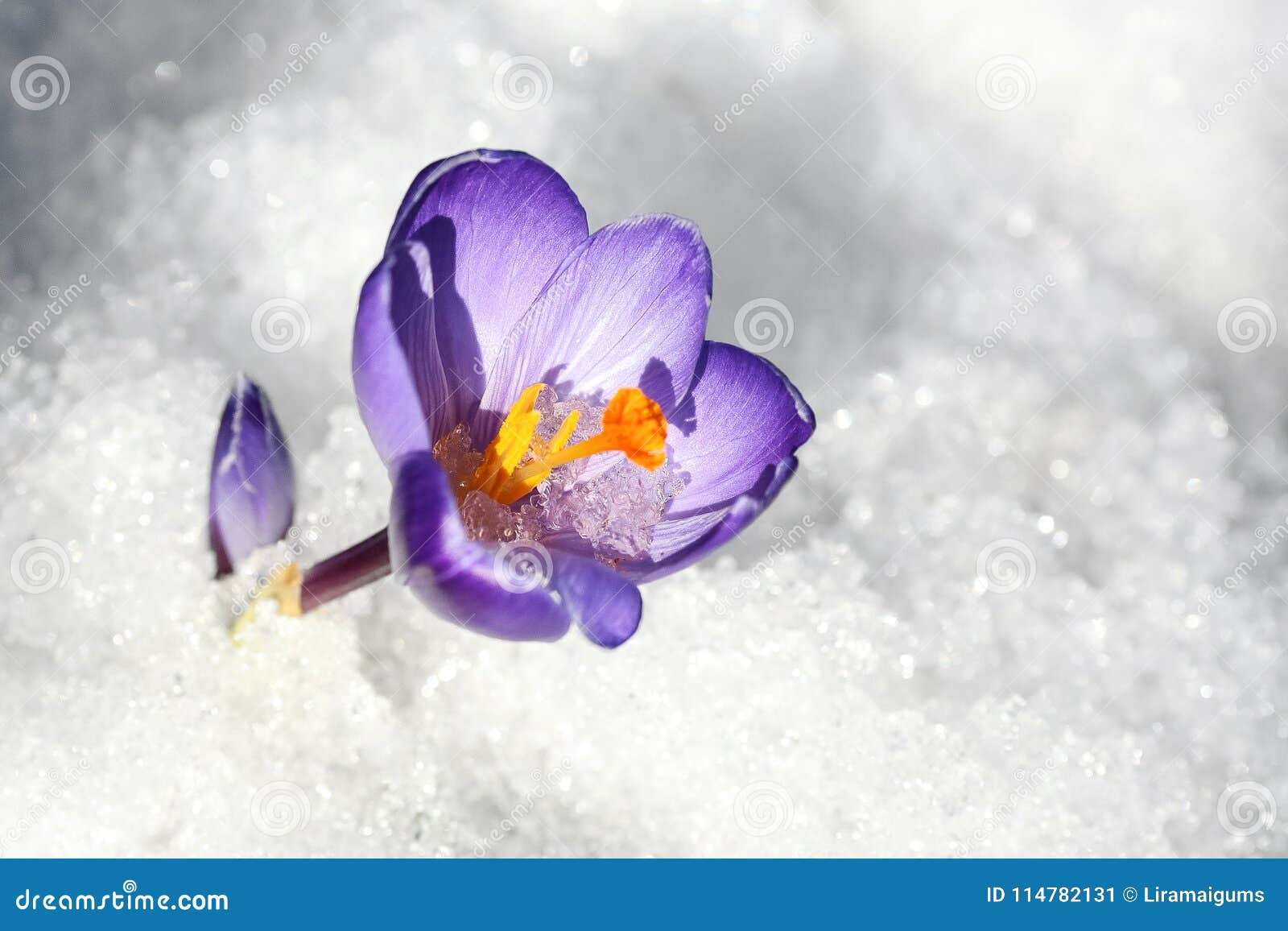 Flower crocus in the snow stock image. Image of flora - 114782131