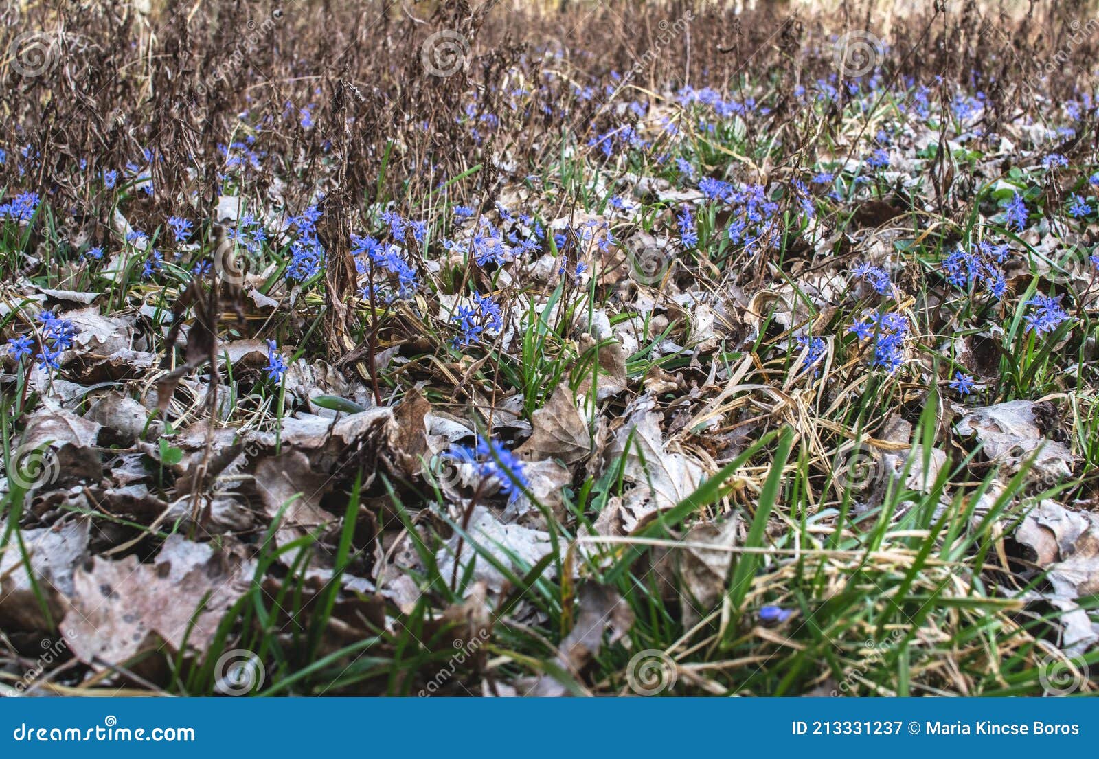 Blue flowers on the ground stock image. Image of natural - 213331237