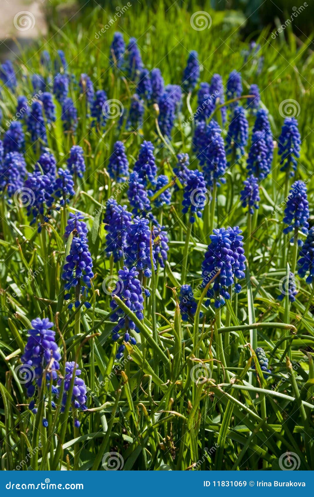 Blue spring flowers stock image. Image of focus, background - 11831069