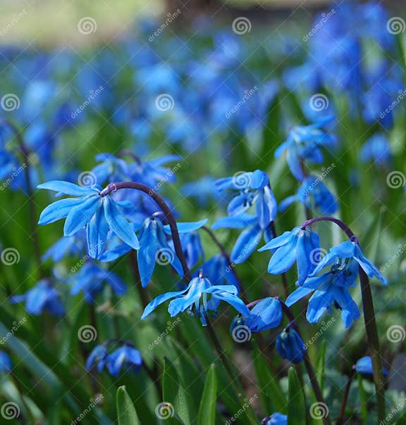 Blue spring flowers stock image. Image of flowers, springtime - 14231091