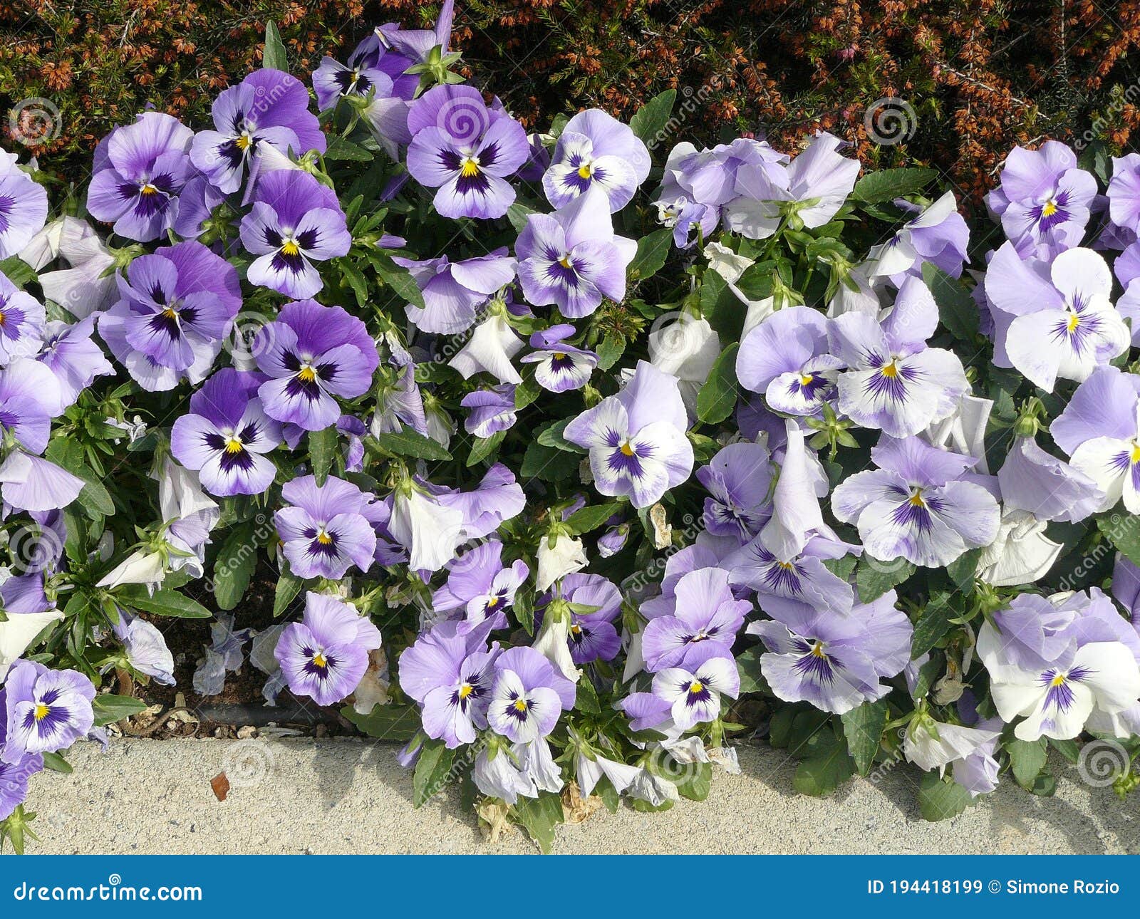 Blue spring flowers stock image. Image of green, light - 194418199