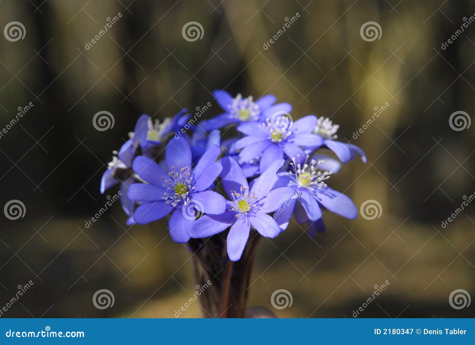 Blue spring flowers stock image. Image of beauty, macro - 2180347