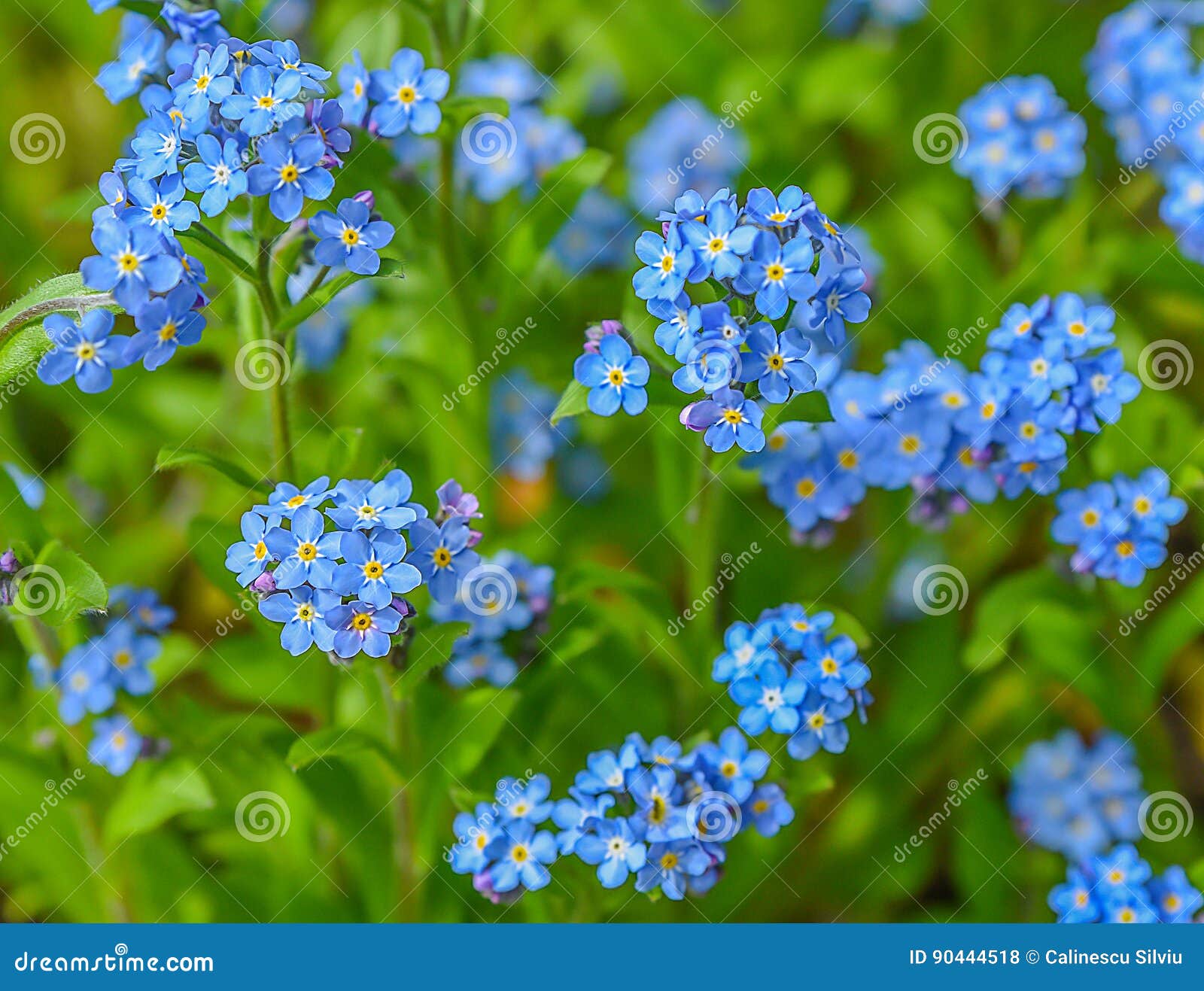 Blue spring flowers stock photo. Image of green, isolated - 90444518
