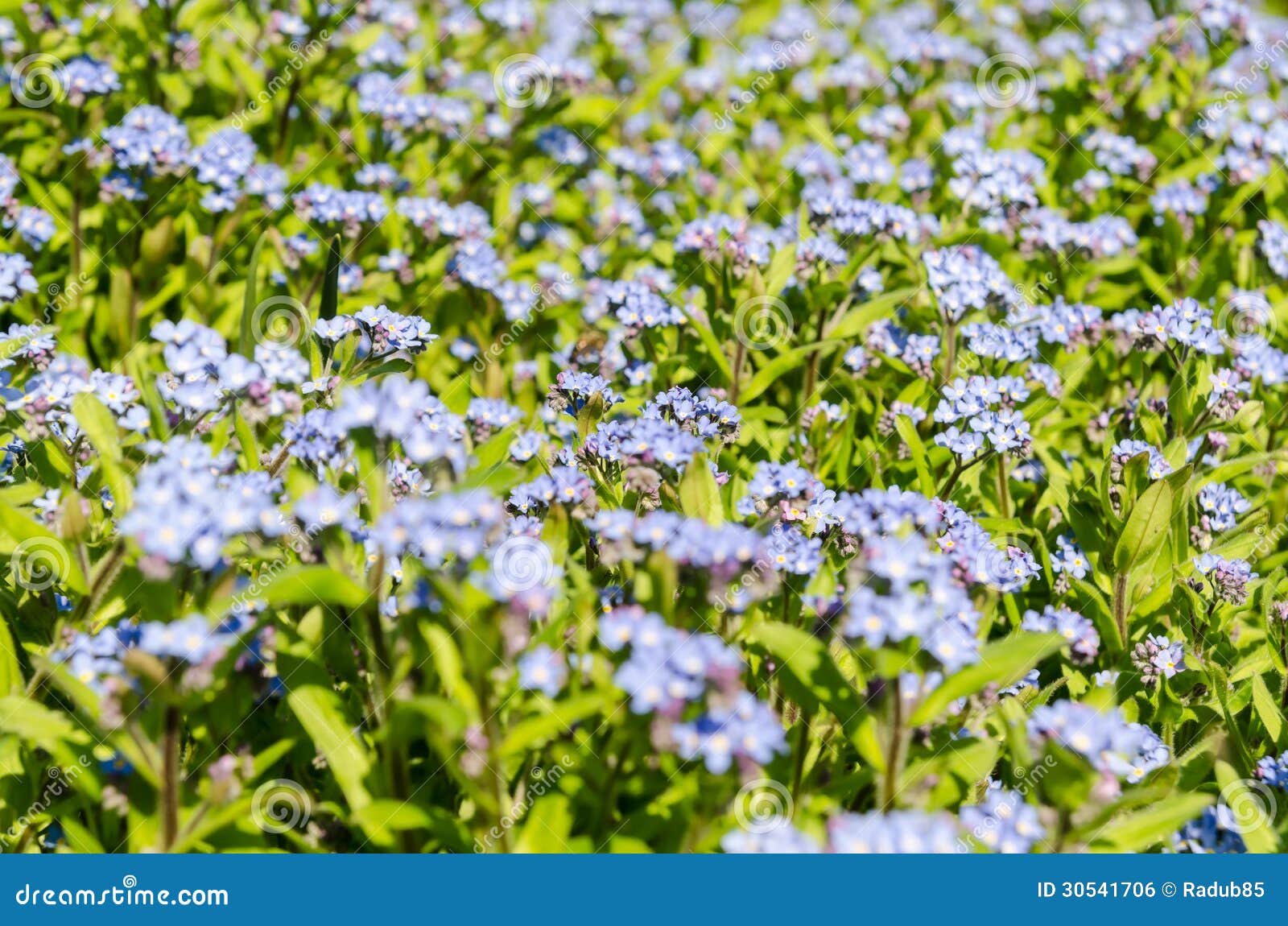 Blue Spring Flowers stock photo. Image of abstract, blossom - 30541706