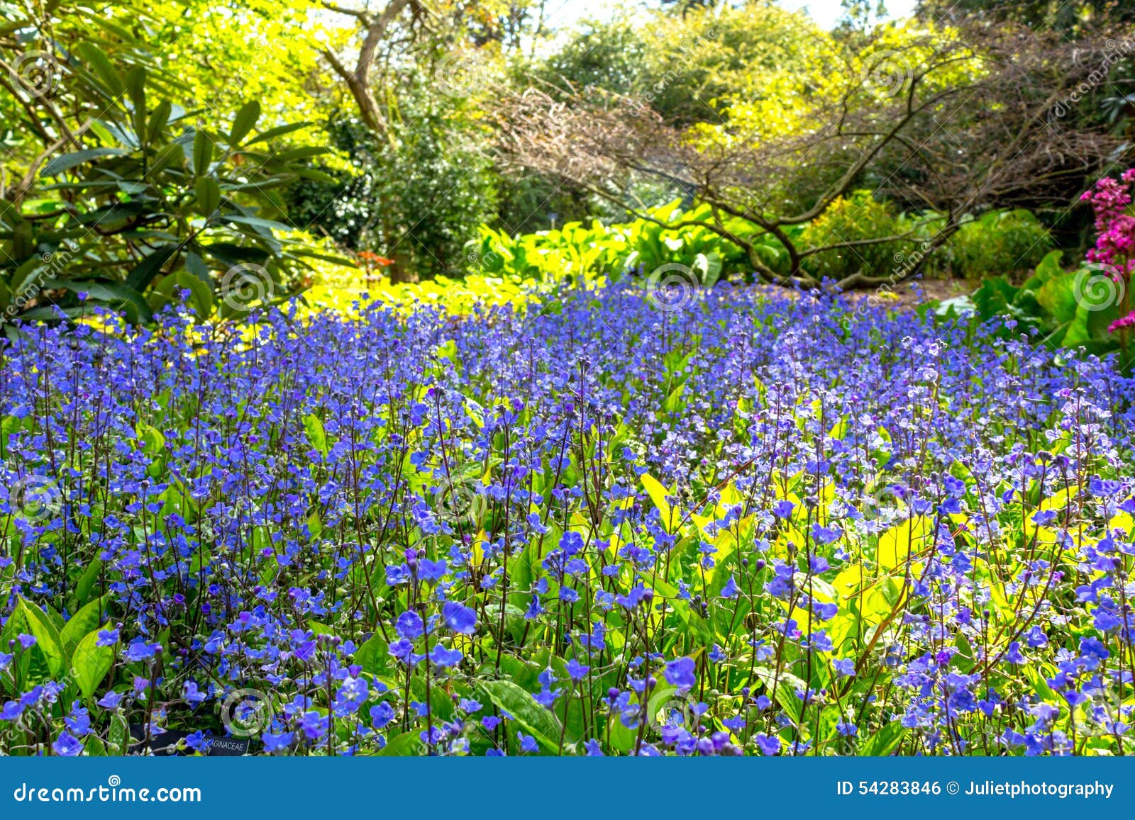 Blue Spring Flowers Blossom Stock Photo - Image of freshness, beauty ...
