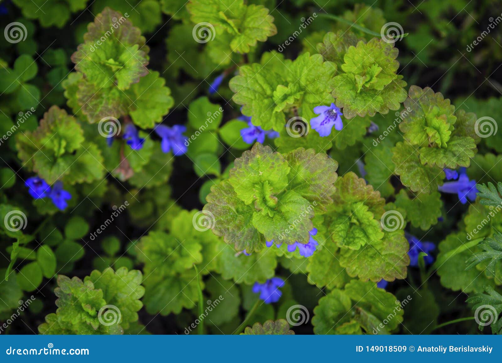 Blue Spring Flowers on a Blurred Background. Spring Forest Blue Flowers ...