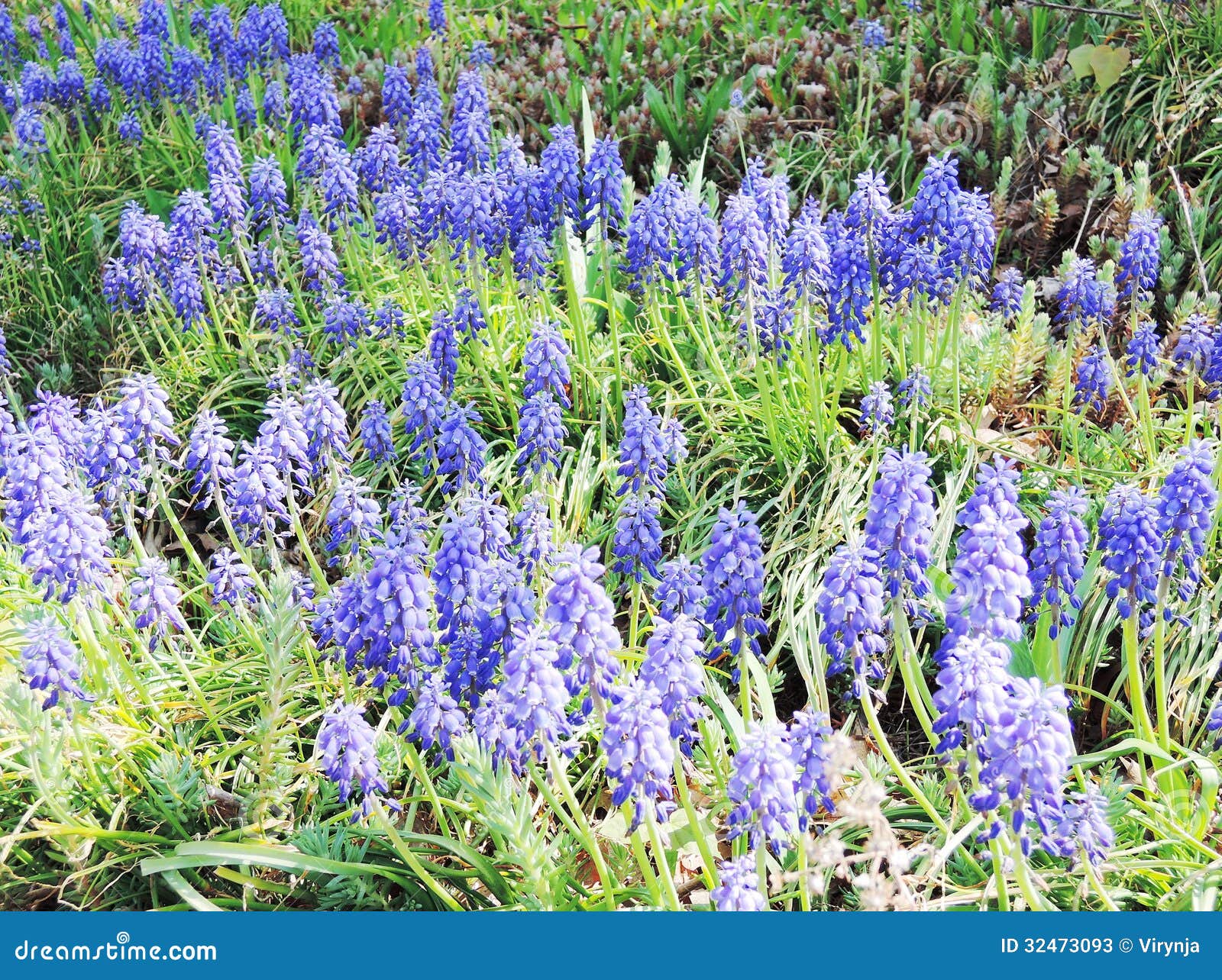 Blue spring flowers stock image. Image of blossom, muscari - 32473093