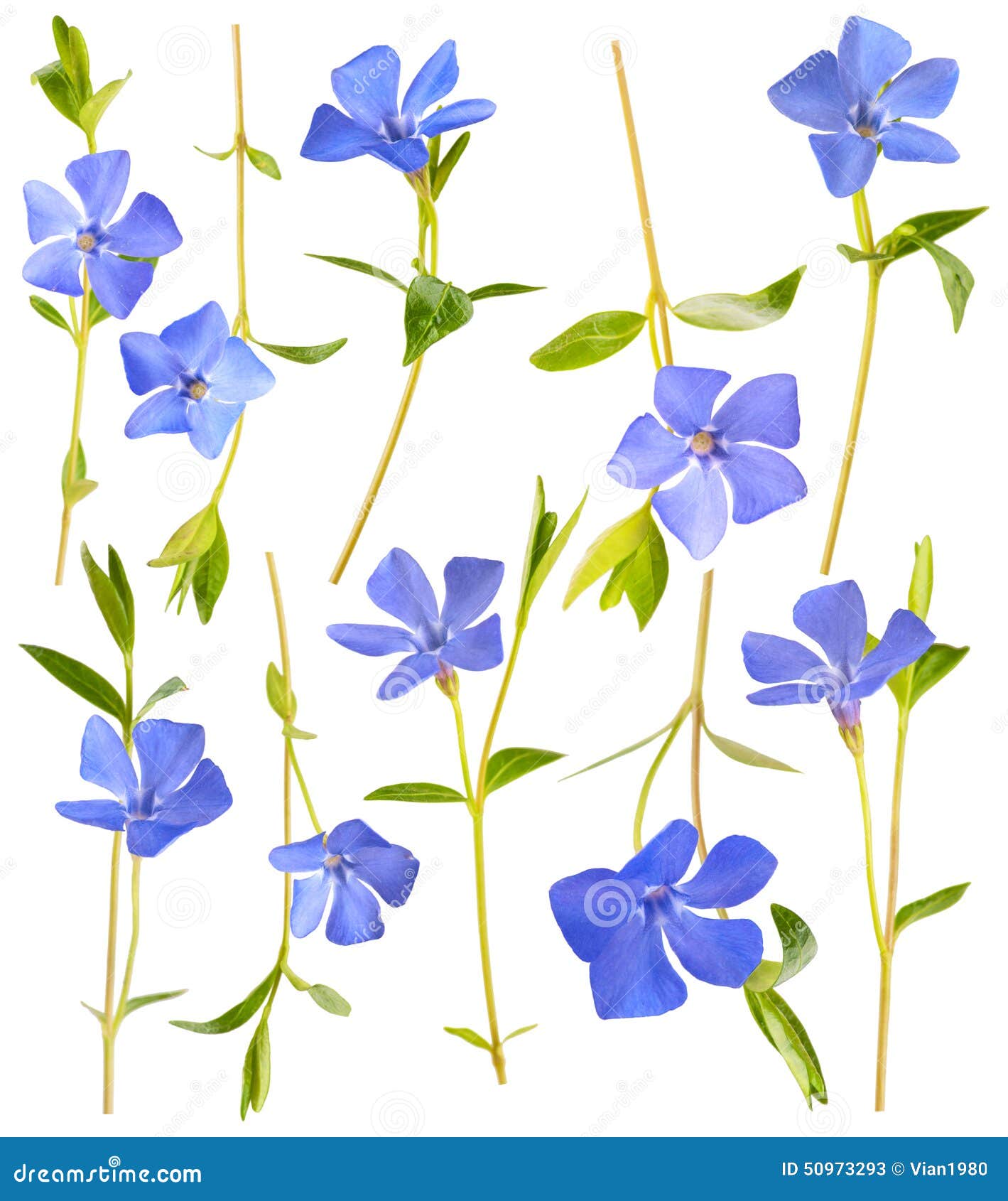 Blue Spring Flowers Collage Stock Image - Image of close, arrangement ...