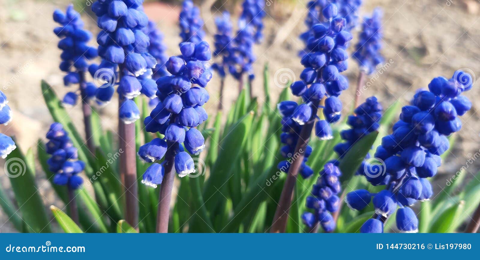 Blue spring flowers stock photo. Image of spring, flowers - 144730216