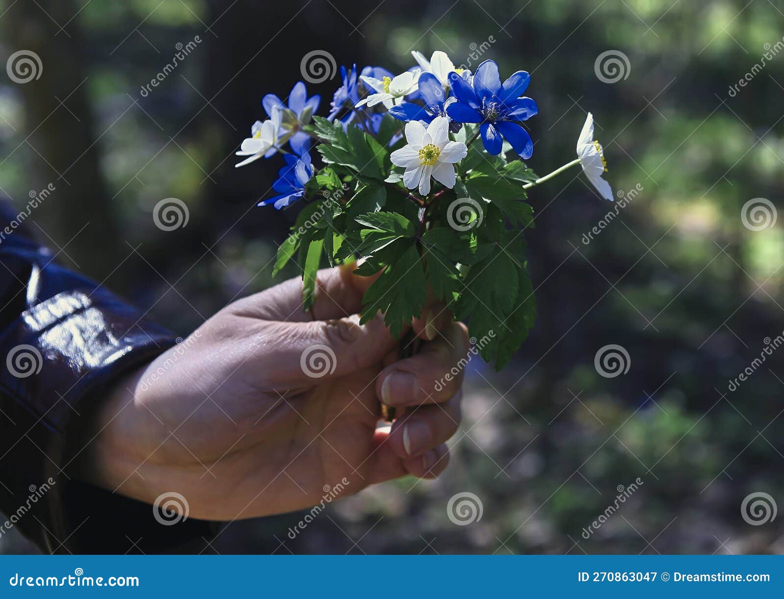 Blue Spring Flowers in the Forest Early in the Morning Stock Image ...