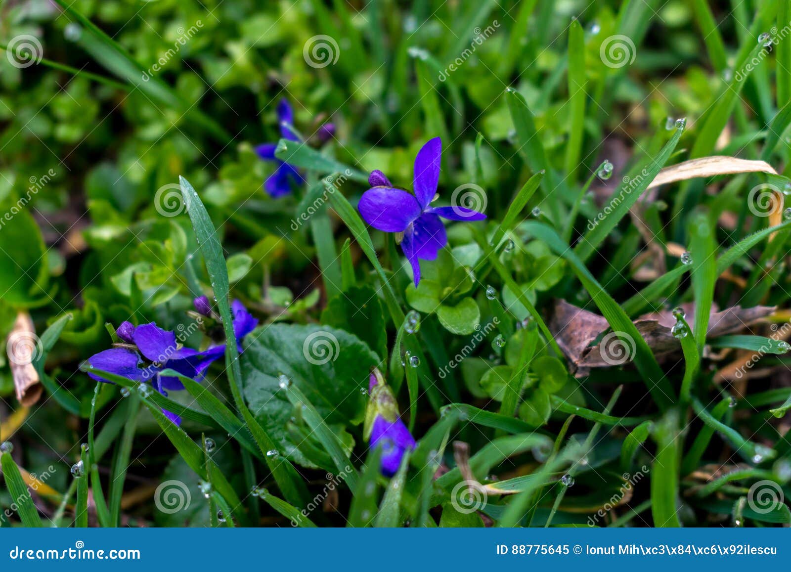 Blue spring flowers stock image. Image of gift, inflorescence - 88775645