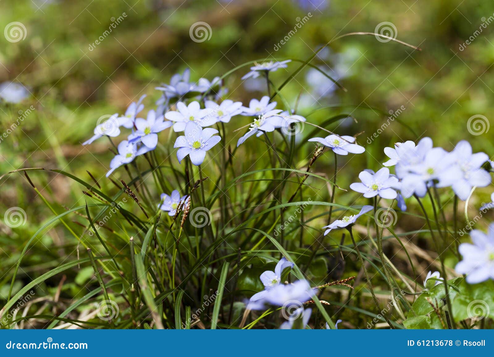 Blue spring flowers stock photo. Image of beauty, grass - 61213678