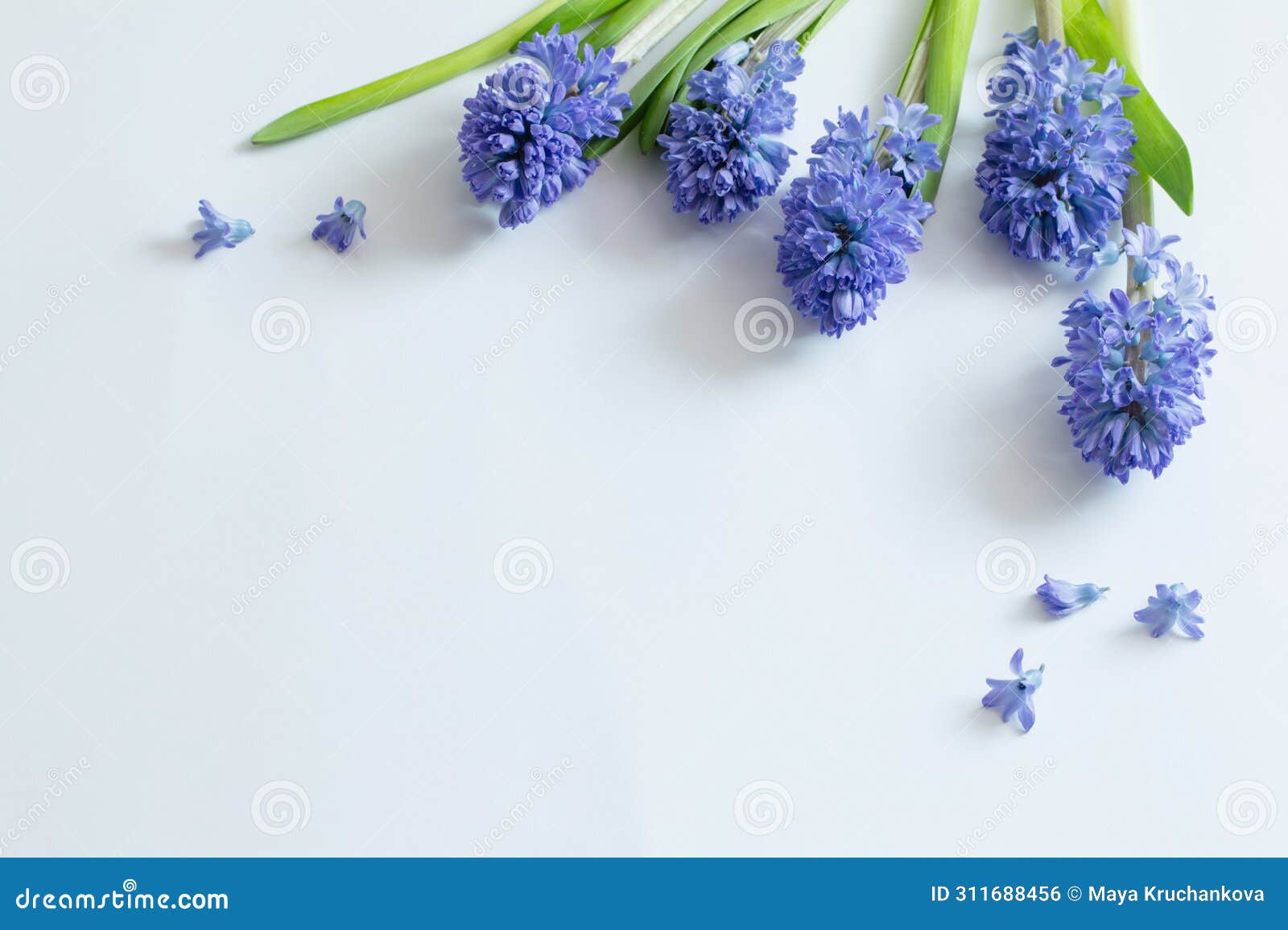 Blue Spring Flowers on White Background Stock Photo - Image of fresh ...