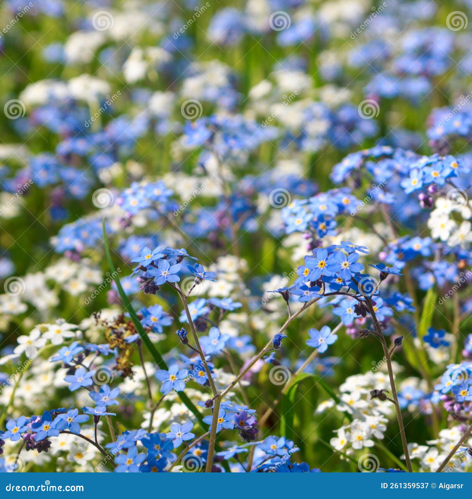 Blue spring flowers stock image. Image of floral, summer - 261359537