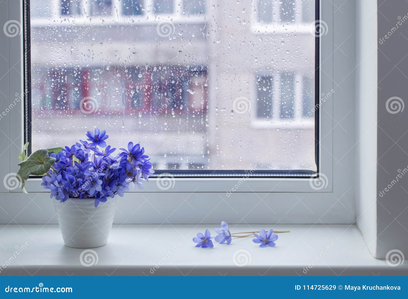 Blue Spring Flowers on Windowsill Stock Image - Image of bright, floral ...