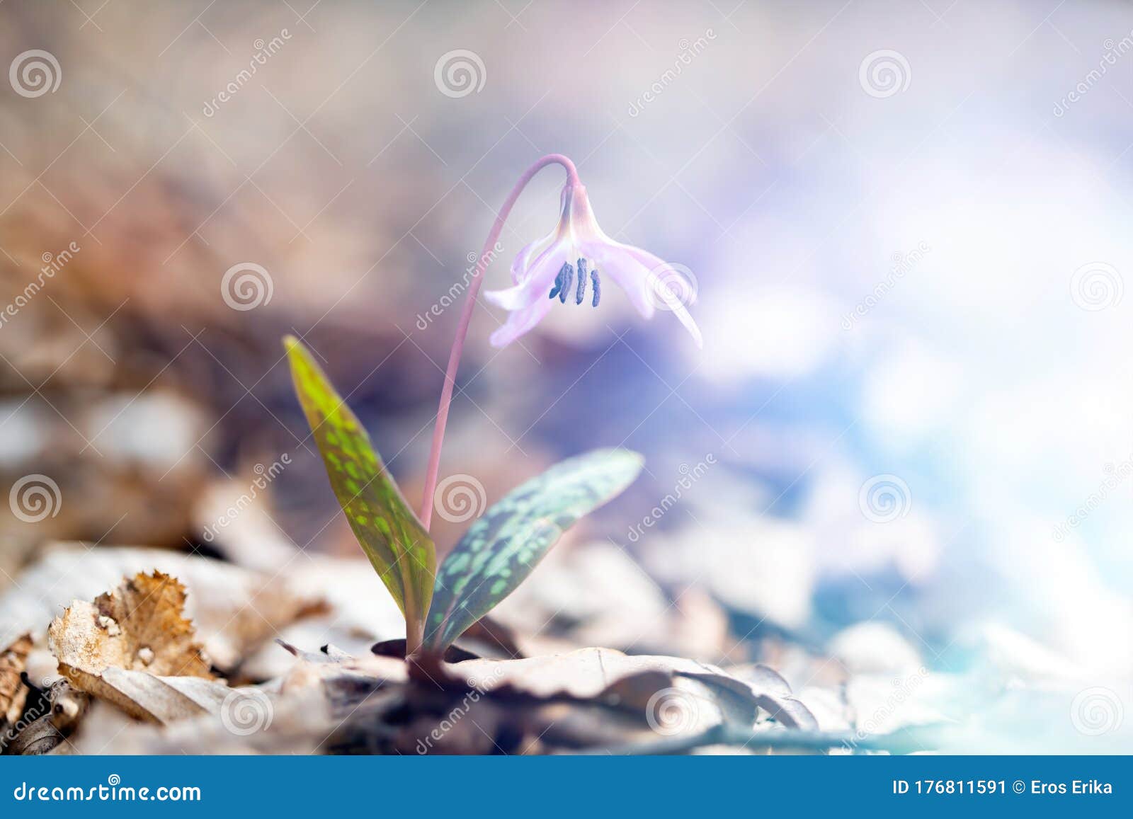 Blue Spring Flowers in the Woods Stock Image - Image of beauty, anemone ...