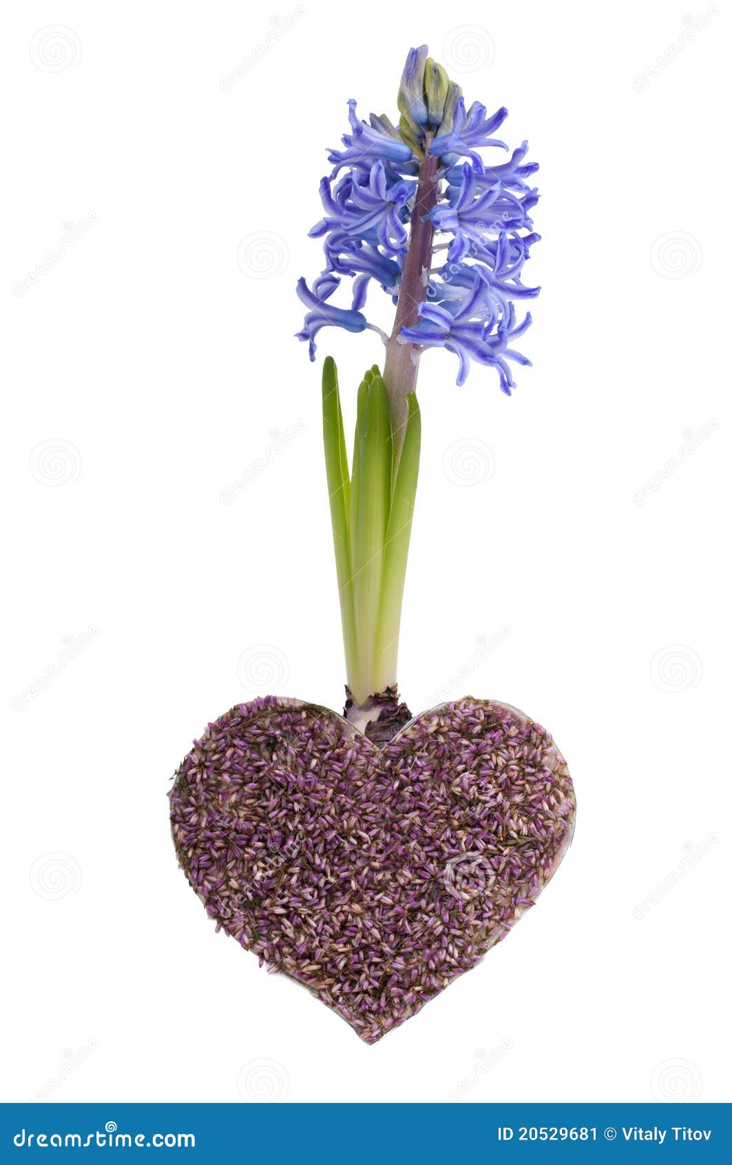 Lavender With Heart Stock Image | CartoonDealer.com #5609875