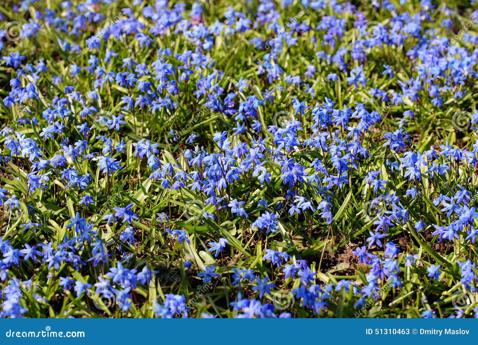 Blue spring stock image. Image of leaf, flowers, green - 51310463